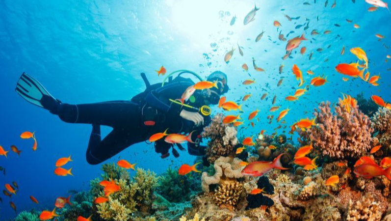Fundraiser by Hunter Simmons : Let's Get Sarah Scuba Certified!!!