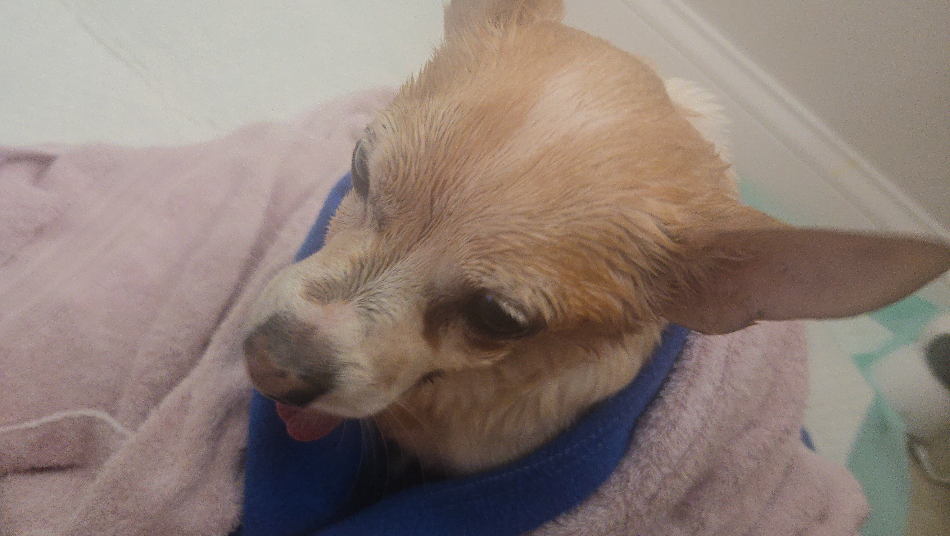 Fundraiser by Michaela Bryant : Help Lemon Get Life-Saving Jaw Surgery