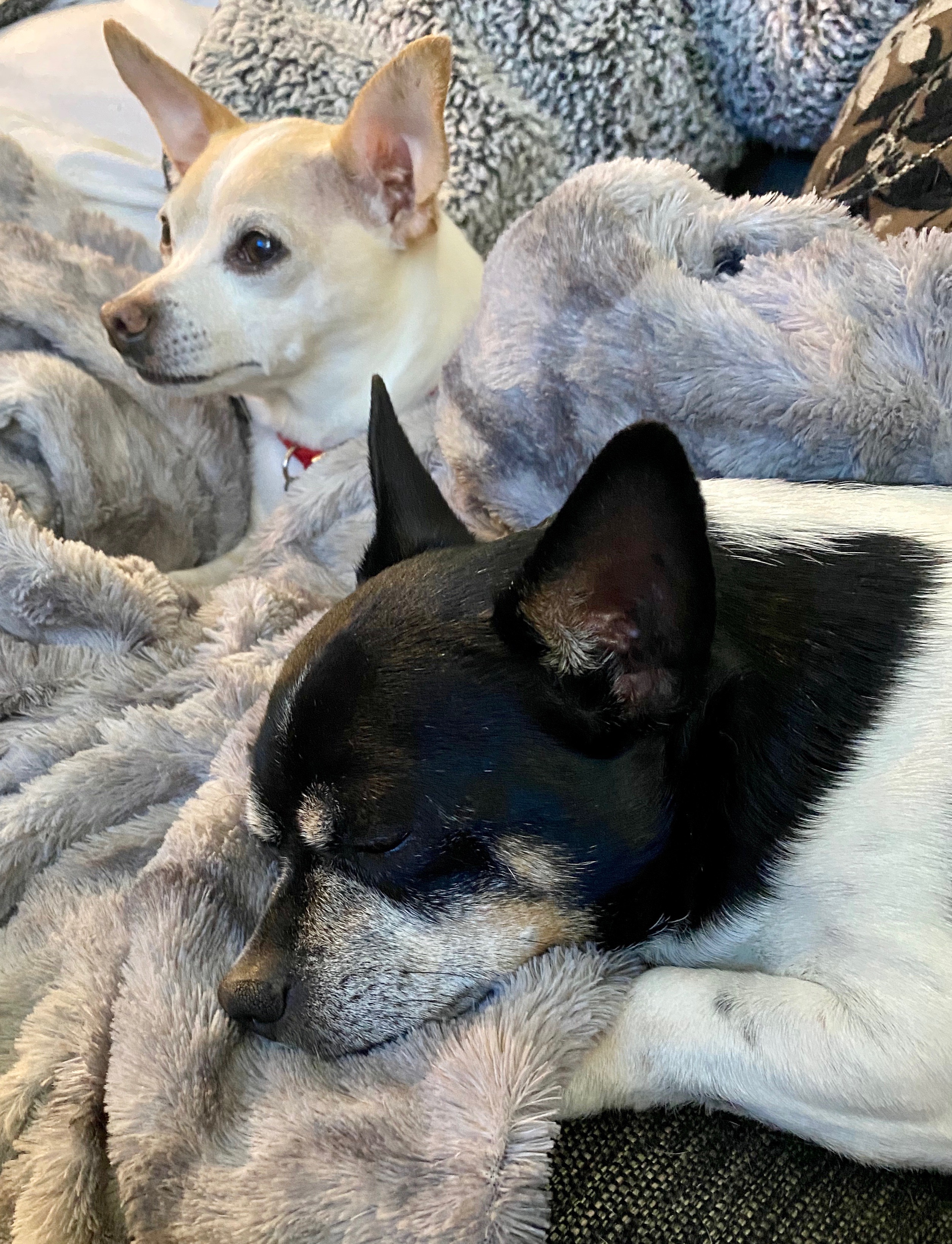 Fundraiser by Susan Samboy : Furbaby Daisy