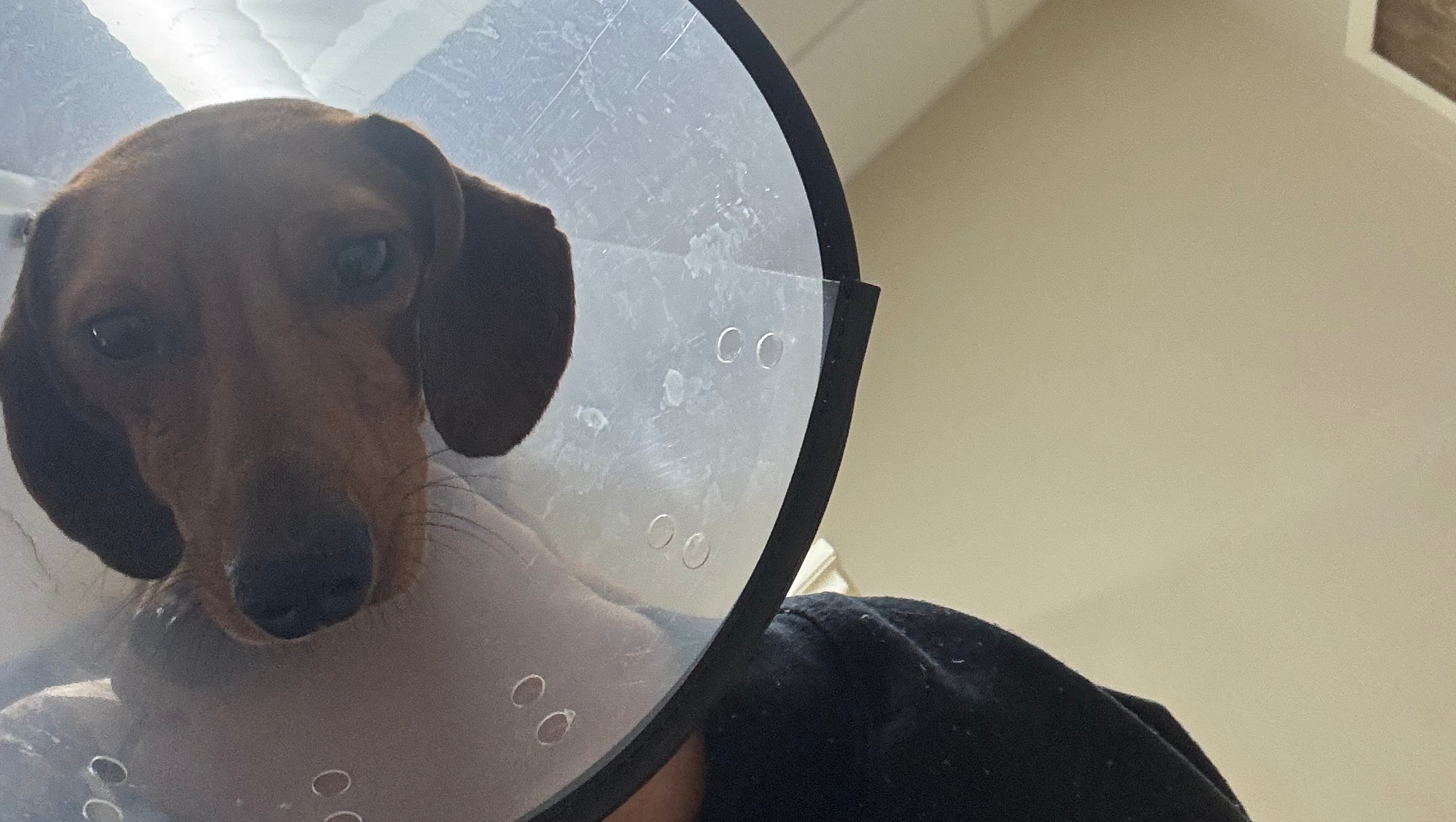 Fundraiser by Alexis Raymond : Help save Scrappy doos life