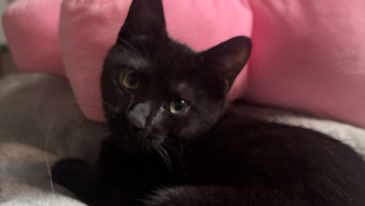 Fundraiser by Faith Branham : Help find answers & support Bagheera’s care