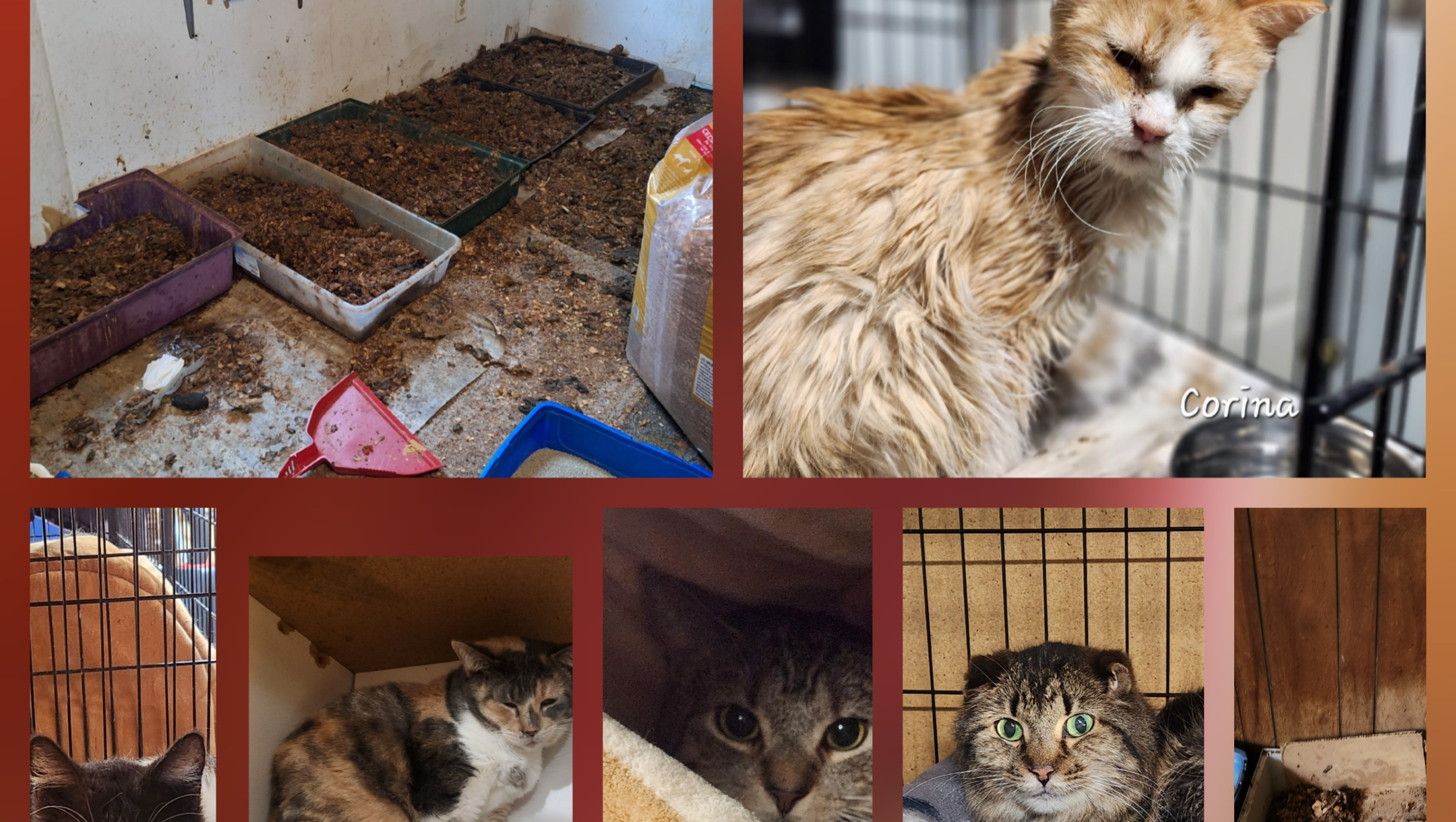 Fundraiser by Connie Hammes : Frazee Cats Desperate for Care