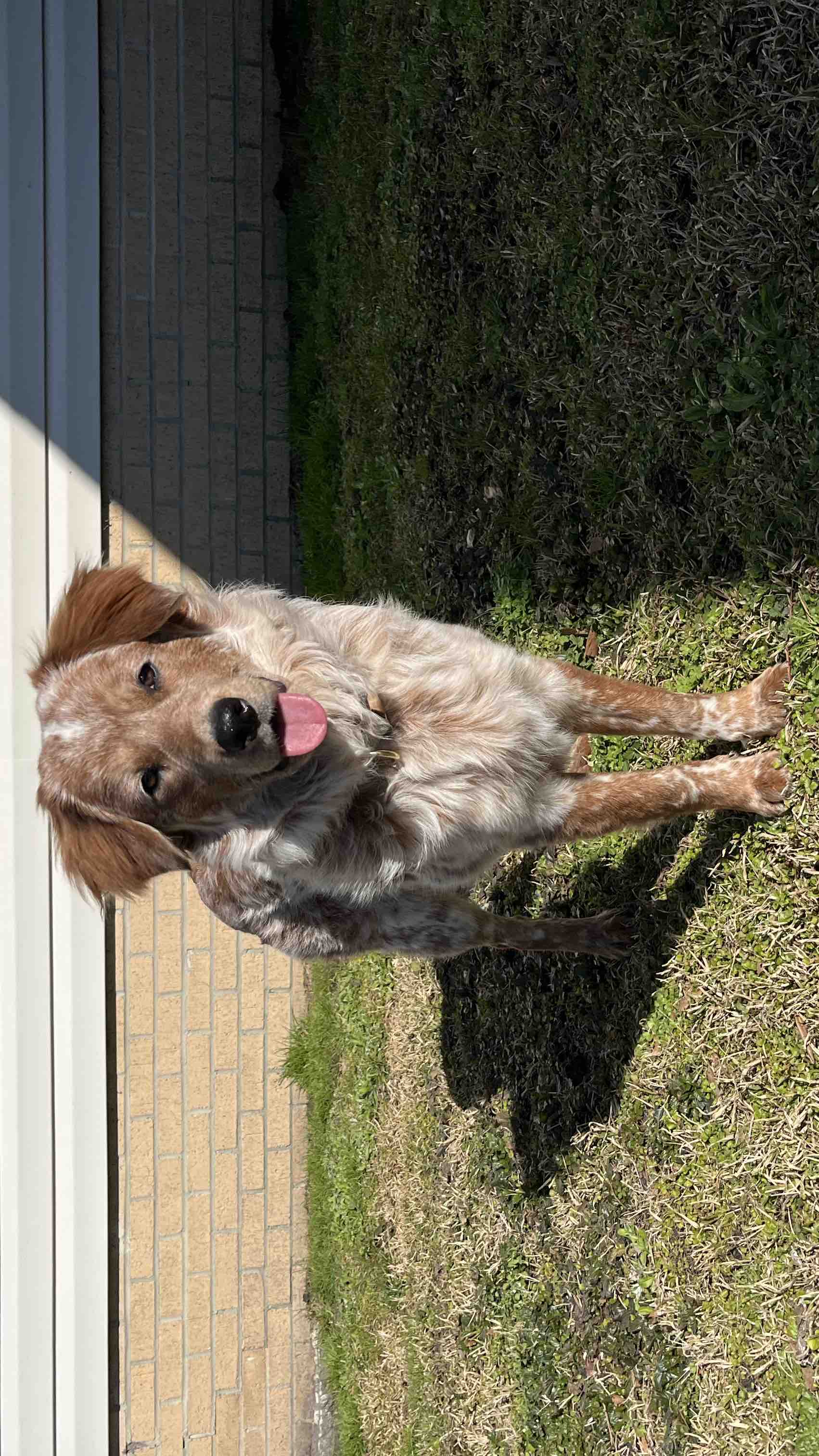 Fundraiser by Haley Painter : Donate to get Guppy the medical treatment ...