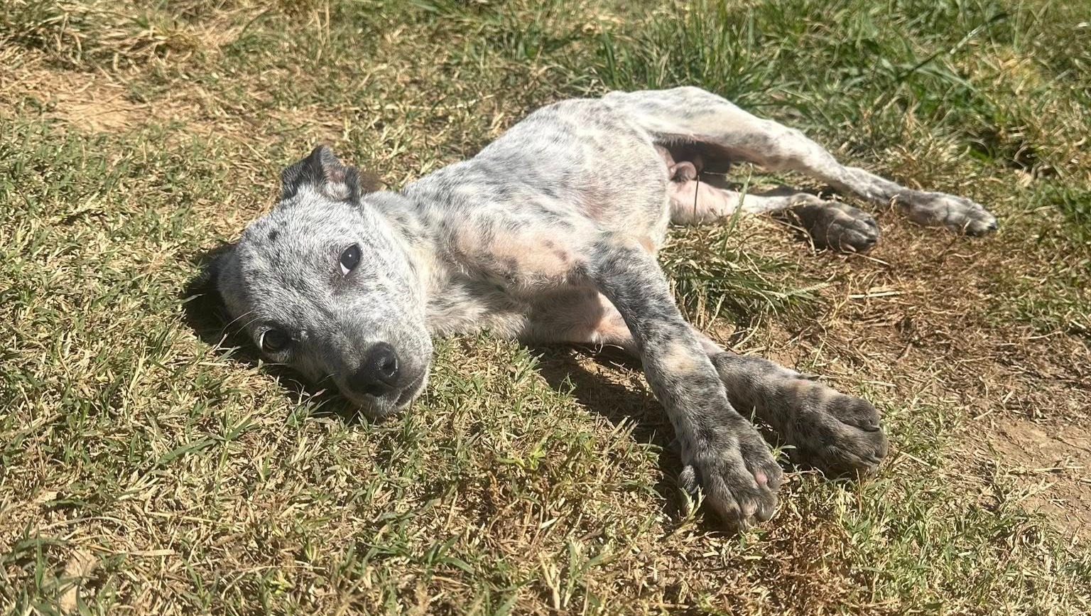 Fundraiser by Anna Watkins : Bridge the Gap for 70 Incoming Dogs in ...