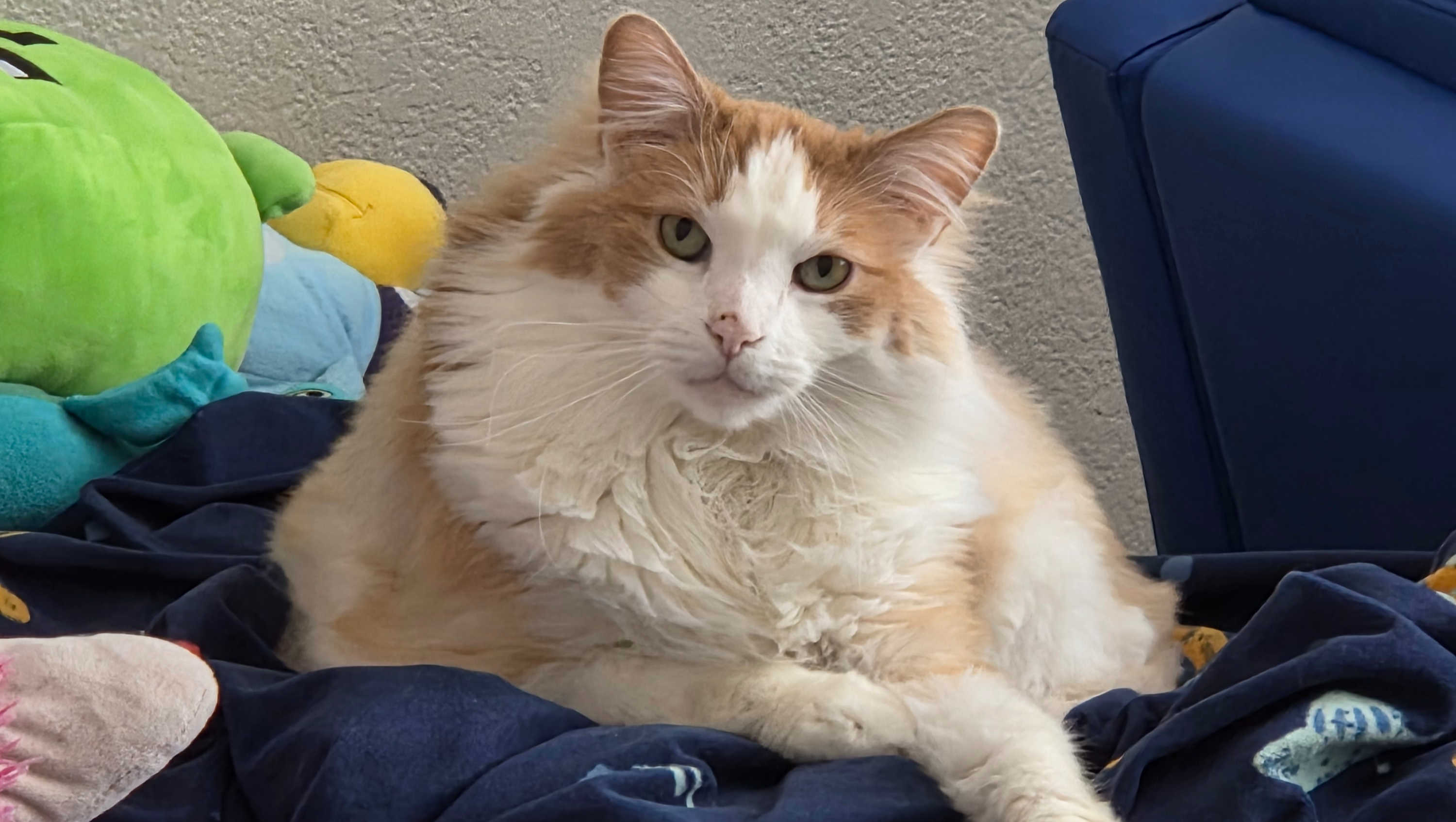 Fundraiser by Daniel Diliberto : Sir Doobie Garfield the First's ...
