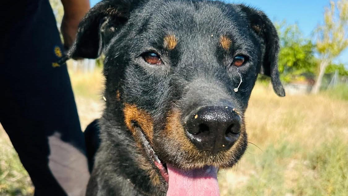 Fundraiser by Michelle Jordan : Urgent transport funds needed to stop ...