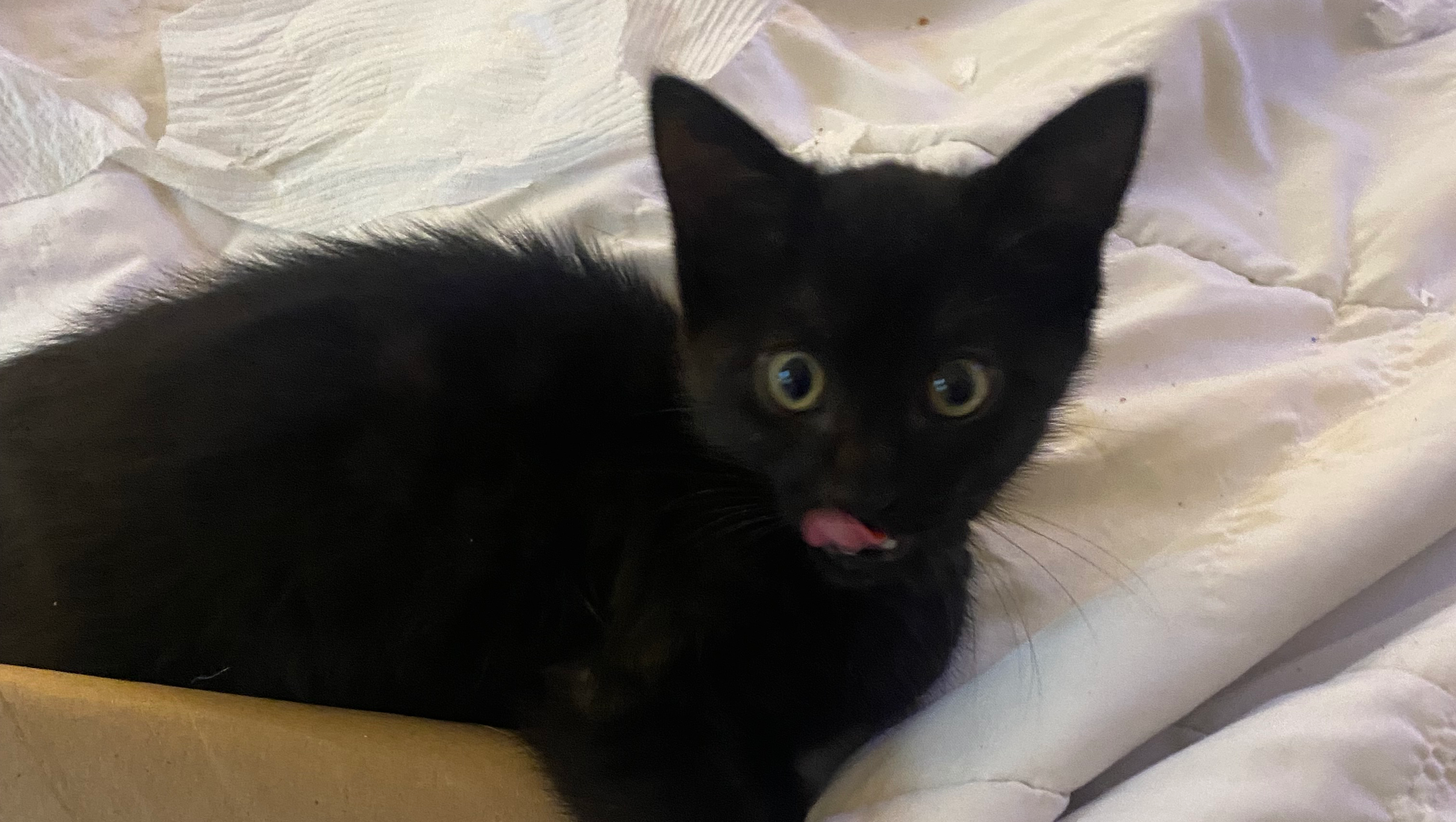 Fundraiser by Alicia Ryan : Help Nubbles the Kitten Run Again