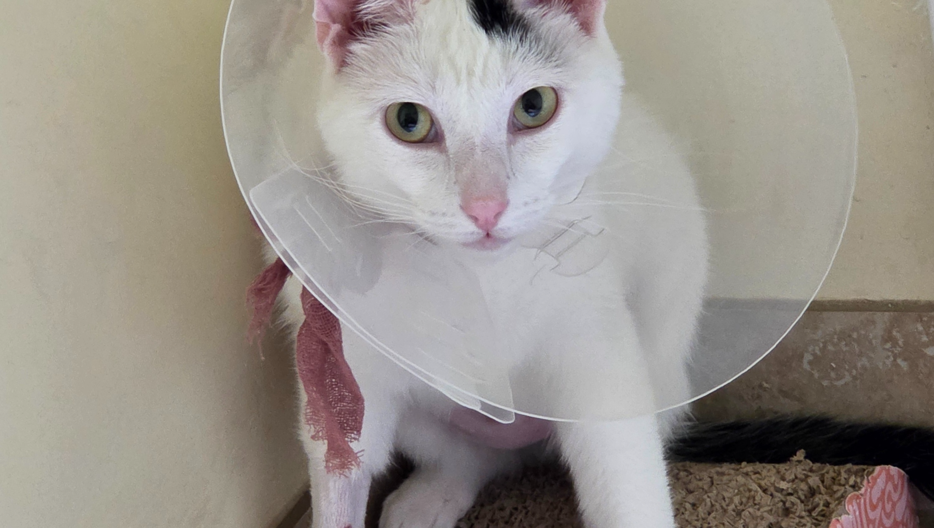 Fundraiser by Amanda Wooldridge : Big Bad Bean's Big Bad Vet Bills