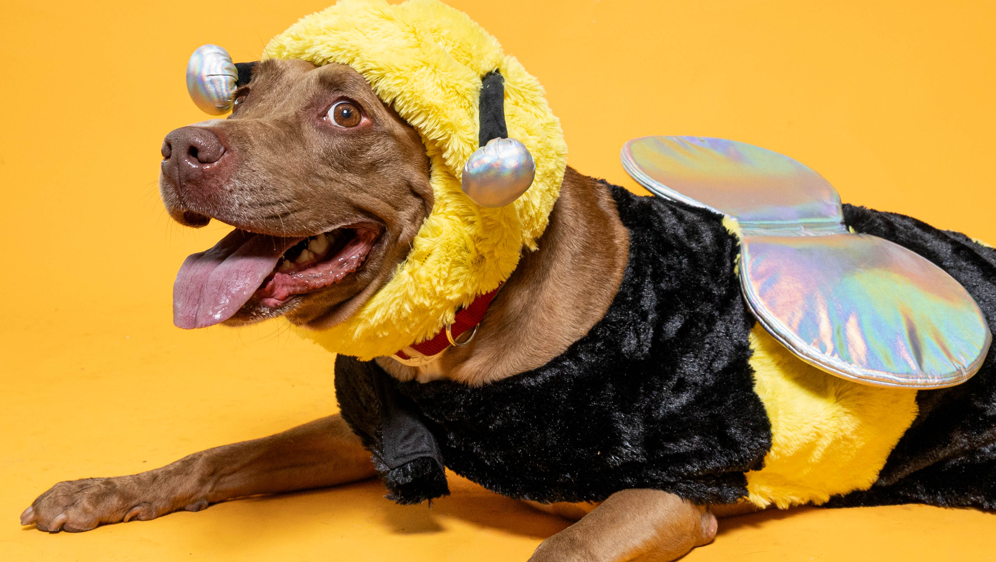 Fundraiser by Lindsay Kaplan : Help Nikki Get to Her Forever Home