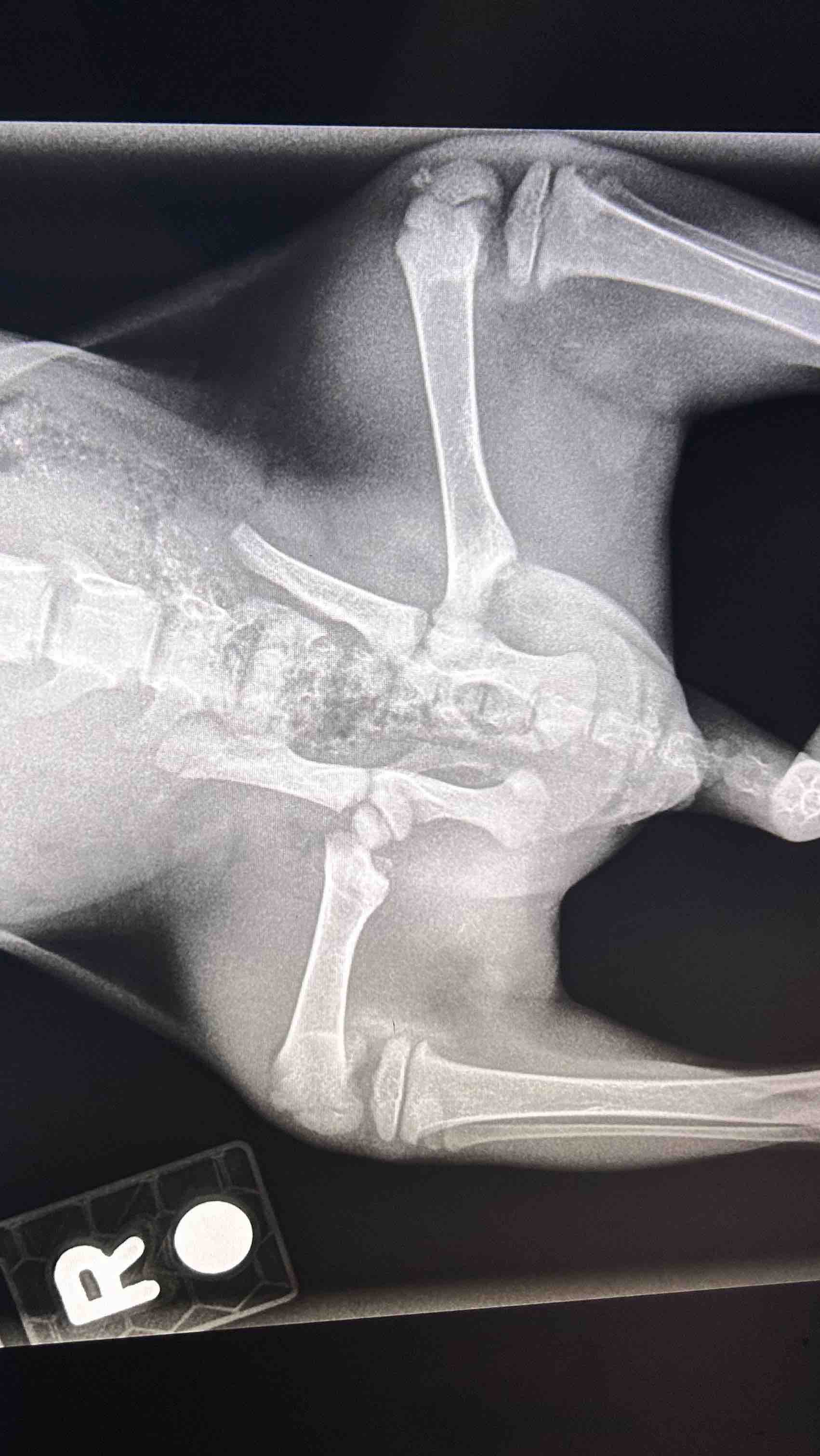 Fundraiser by Izzy Medrano : support thimbles surgery