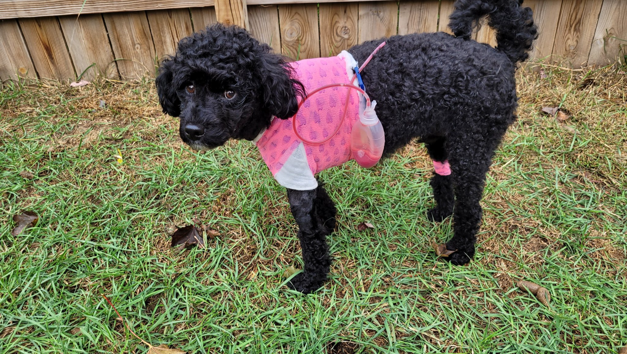 Fundraiser by Robin Cutler : Help Nyx Heal: Support His Recovery Journey