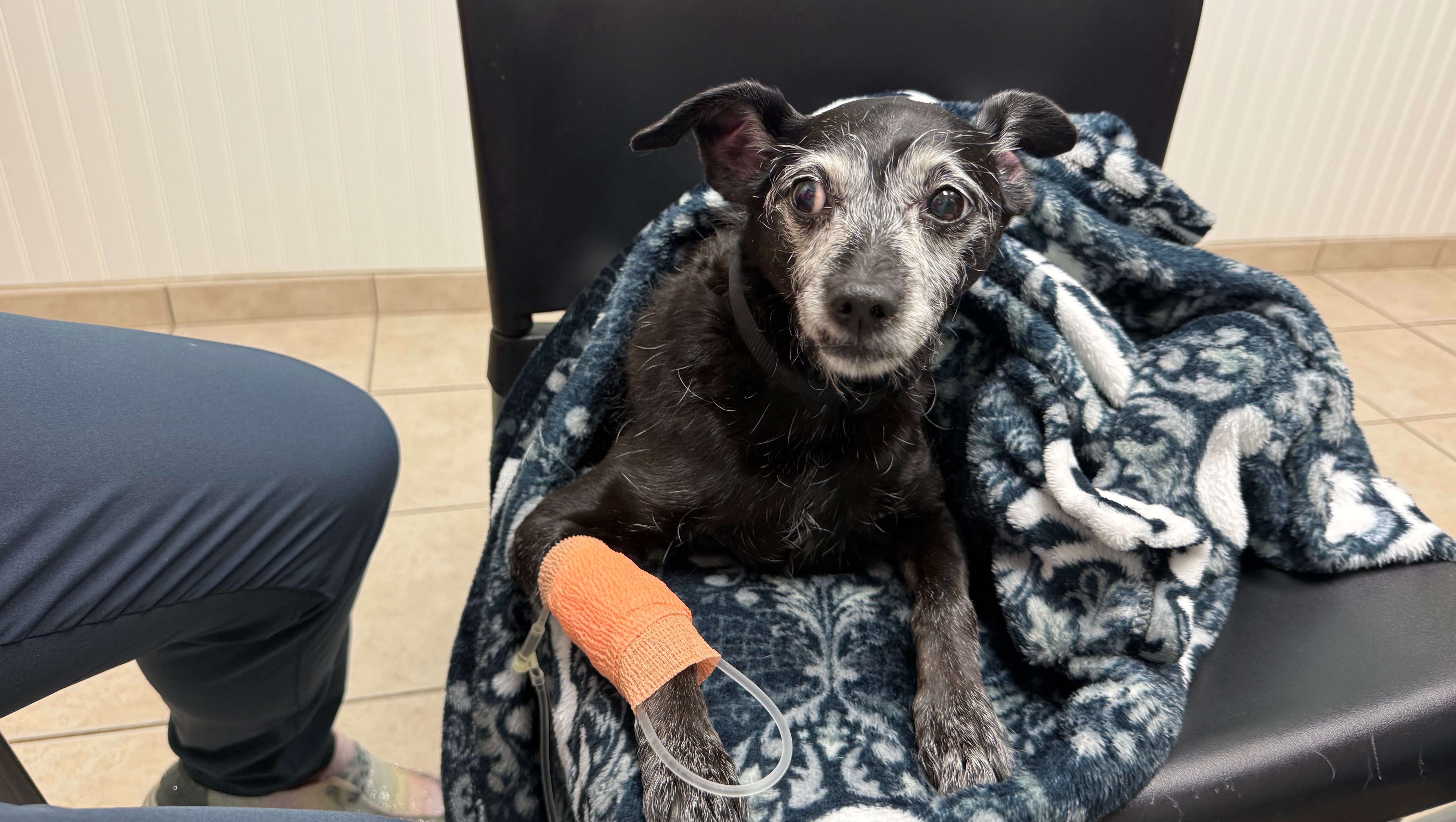 Fundraiser by Stephanie Damian : Help Zoey Boey Survive: Urgent Surgery ...