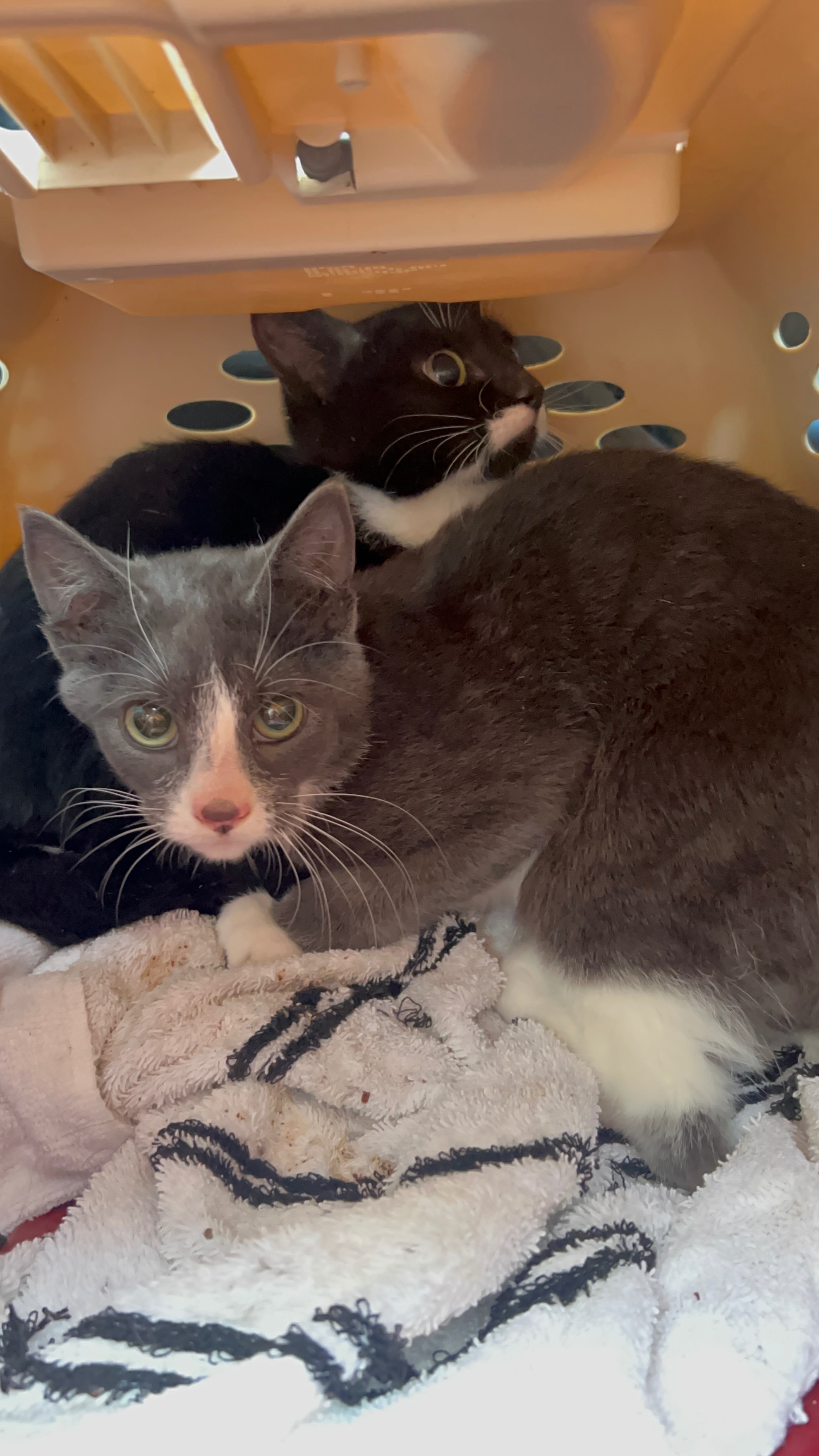 Fundraiser by Megan Turner : Breaking the Cycle: Rescue, Vaccinate ...