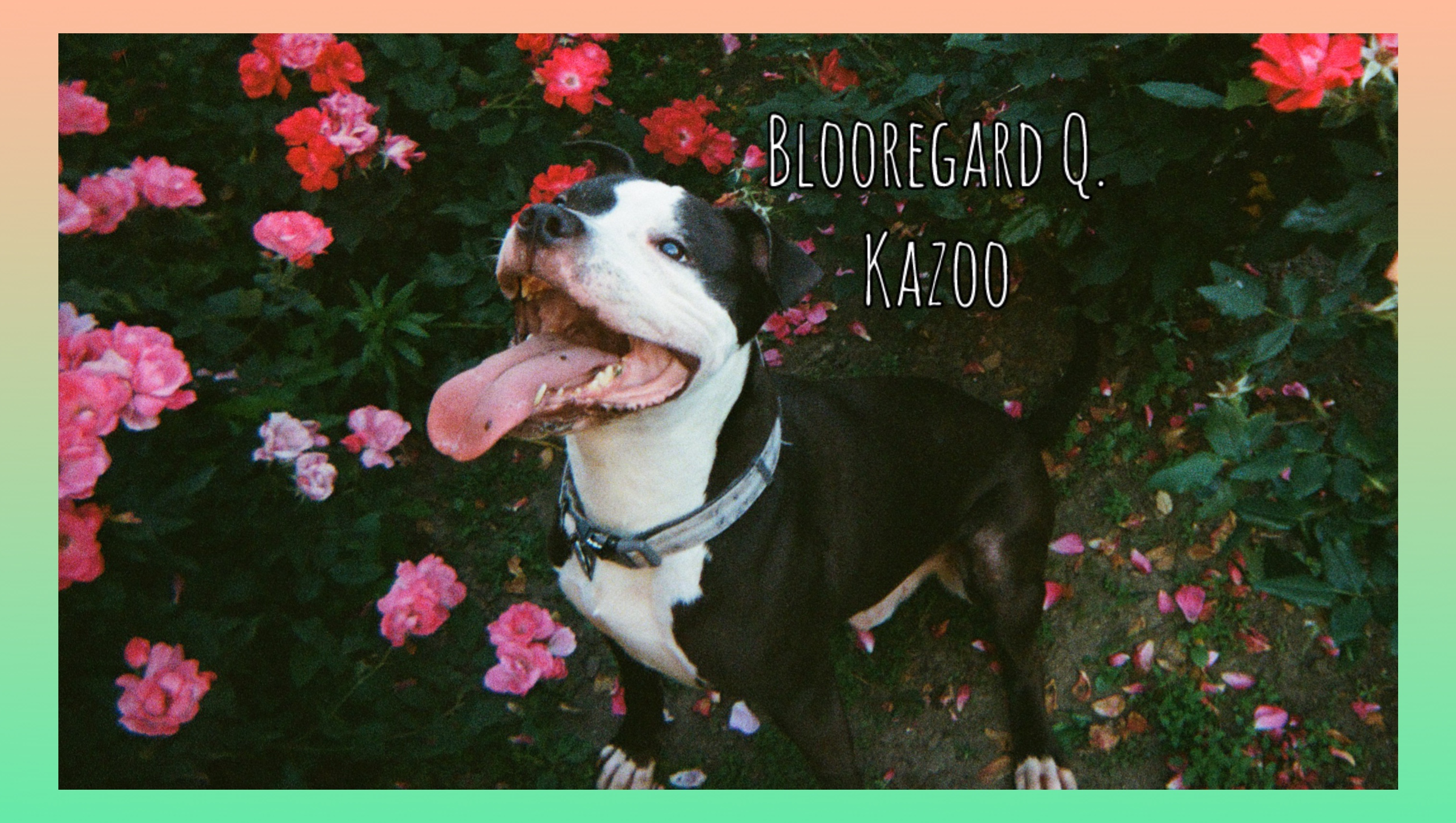 Fundraiser for Wendy Serrano by Kelly Arango : Help Wendy Give Bloo a ...