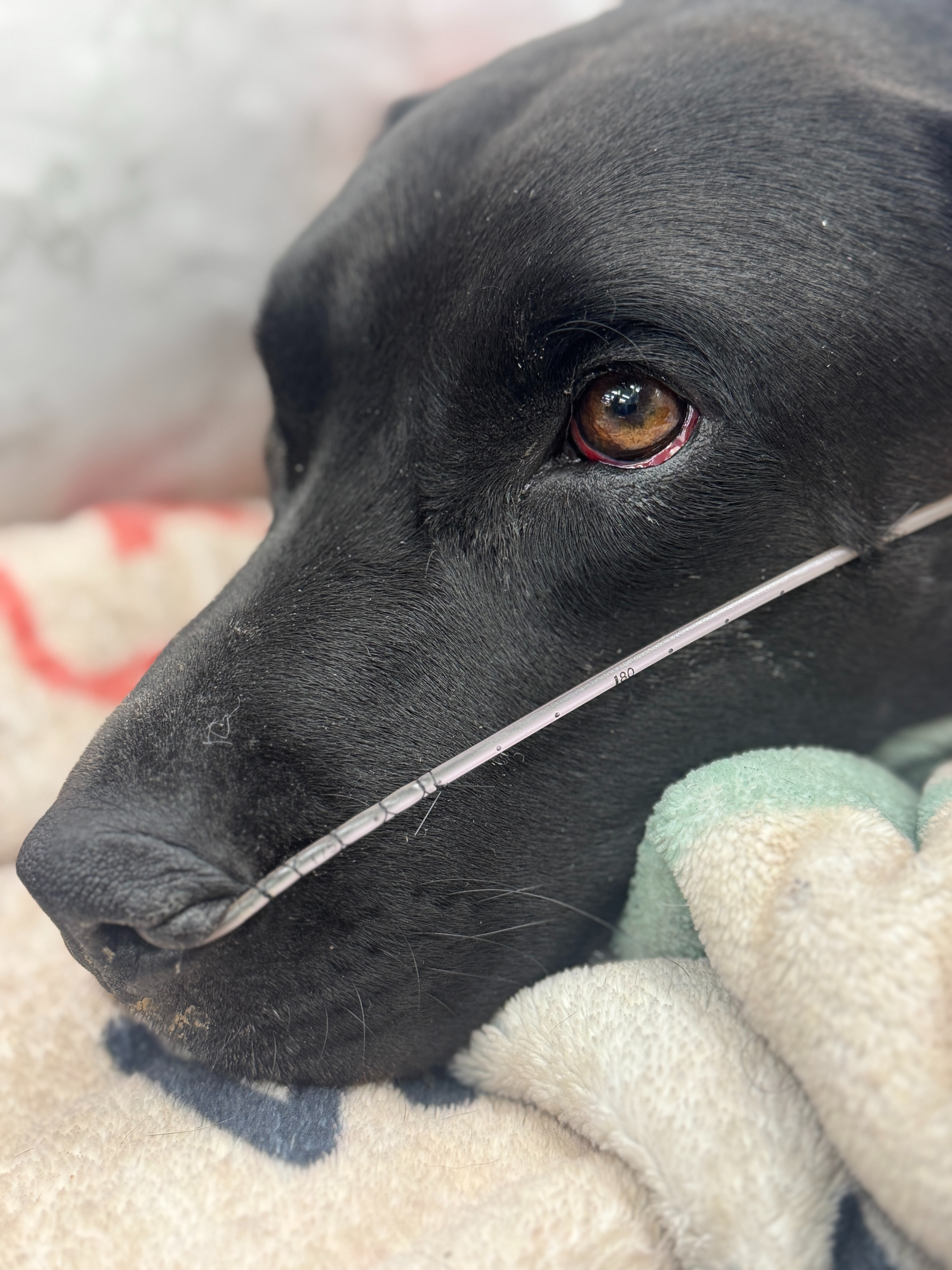 Fundraiser by Cory Ryan : Support Scout's Recovery Journey