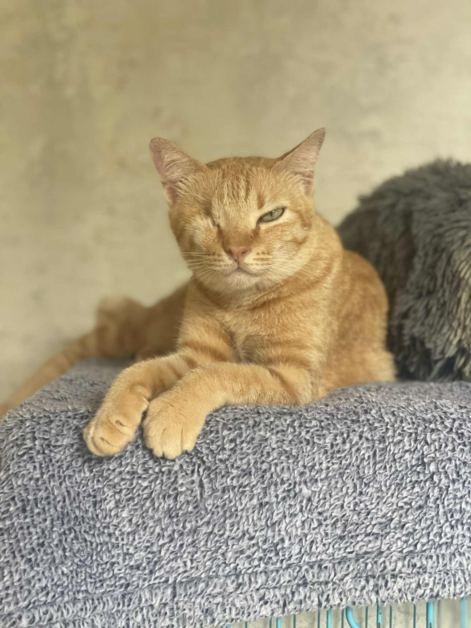 Fundraiser by Aimee Parr : Cat Rescue in Bali (The Odd Cat)
