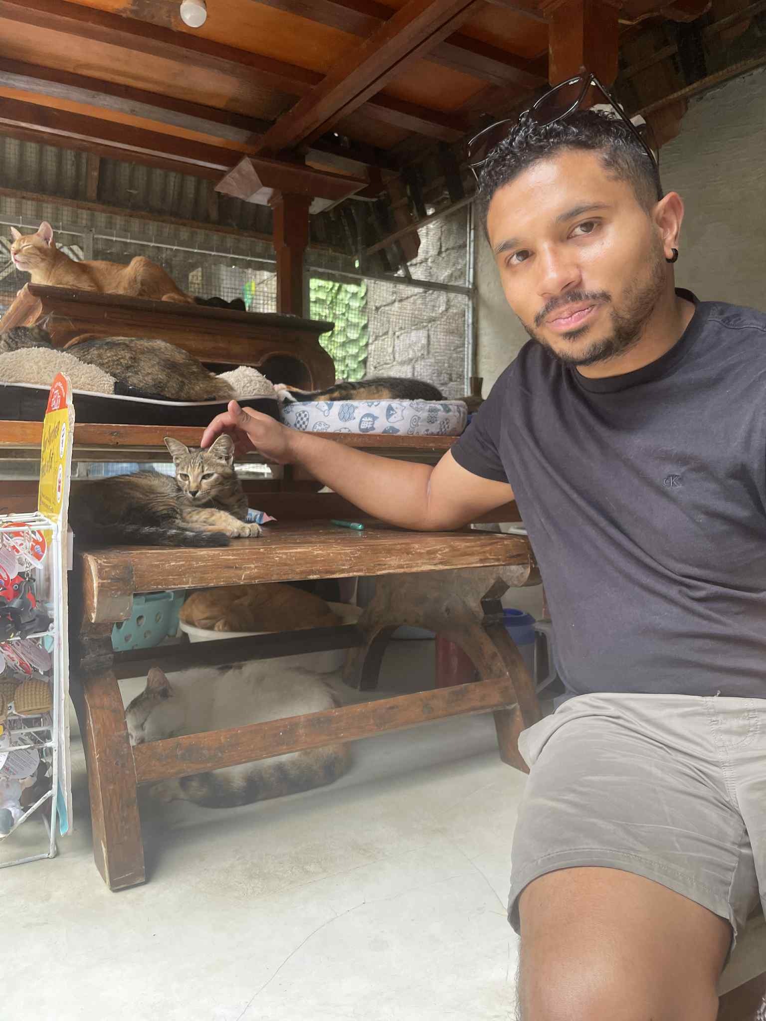Fundraiser by Aimee Parr : Cat Rescue in Bali (The Odd Cat)