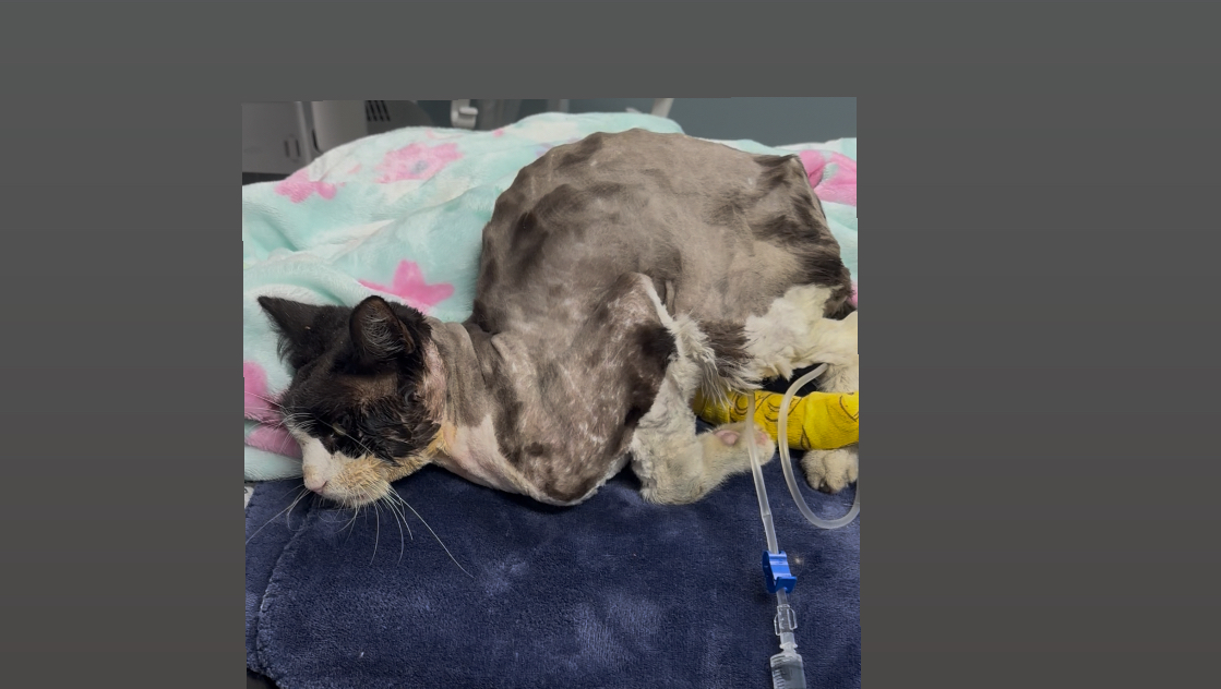 Fundraiser by Julianne H : Help Save This Brave Little Soul