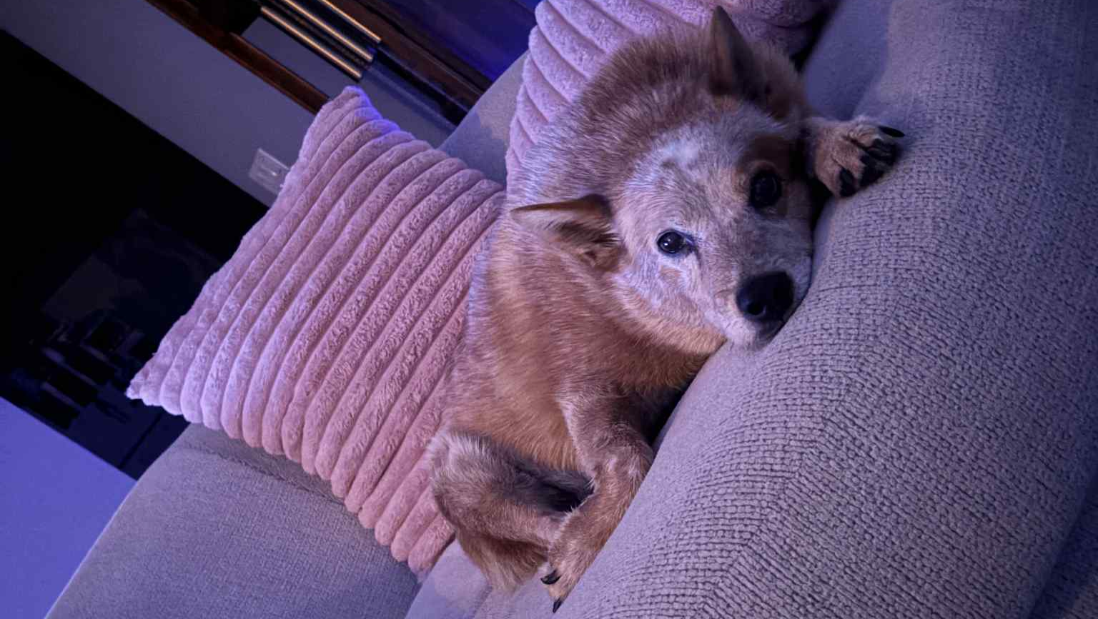 Fundraiser by Kendall Wolf : Donate to Help Ellie Walk Again