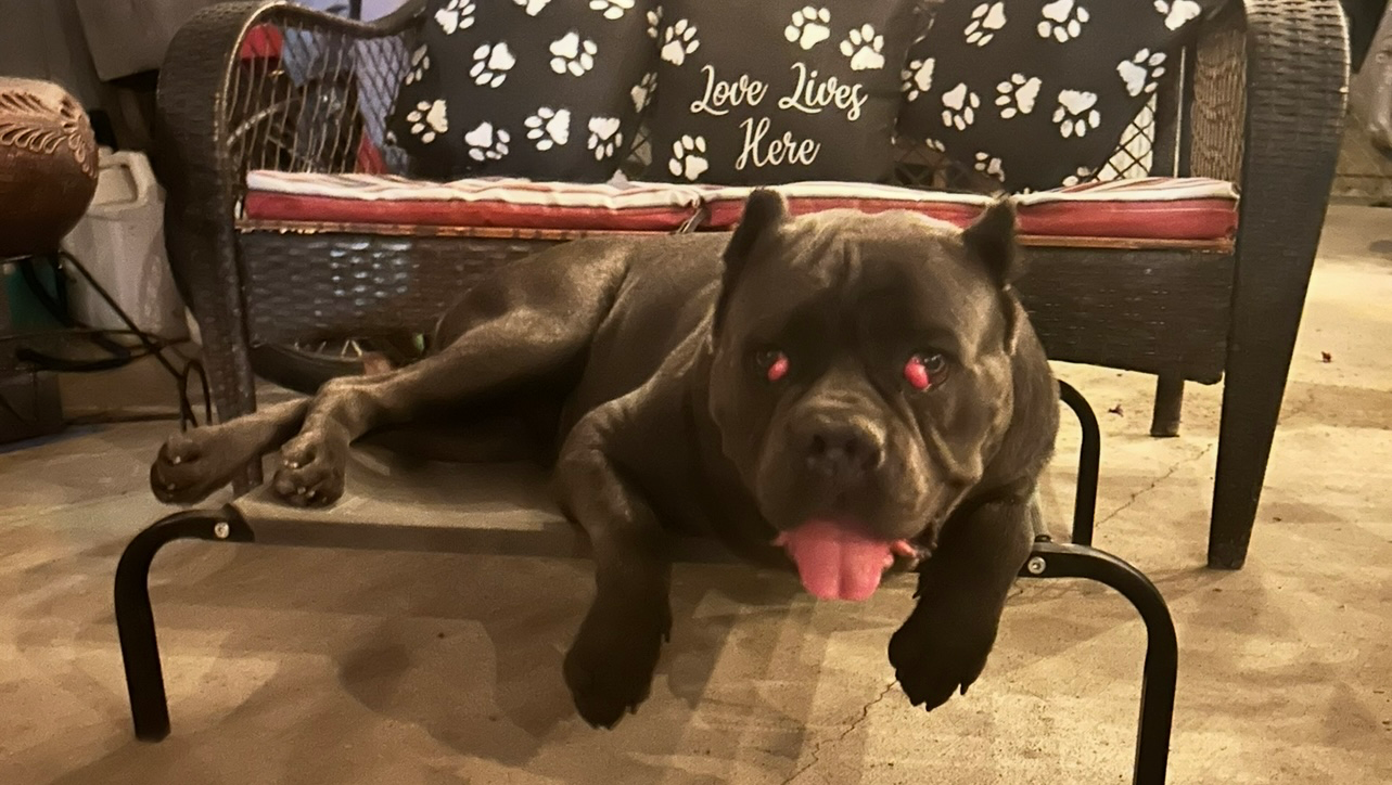 Fundraiser by kate Tweedy : Help Lily with Cherry Eye & Health ...
