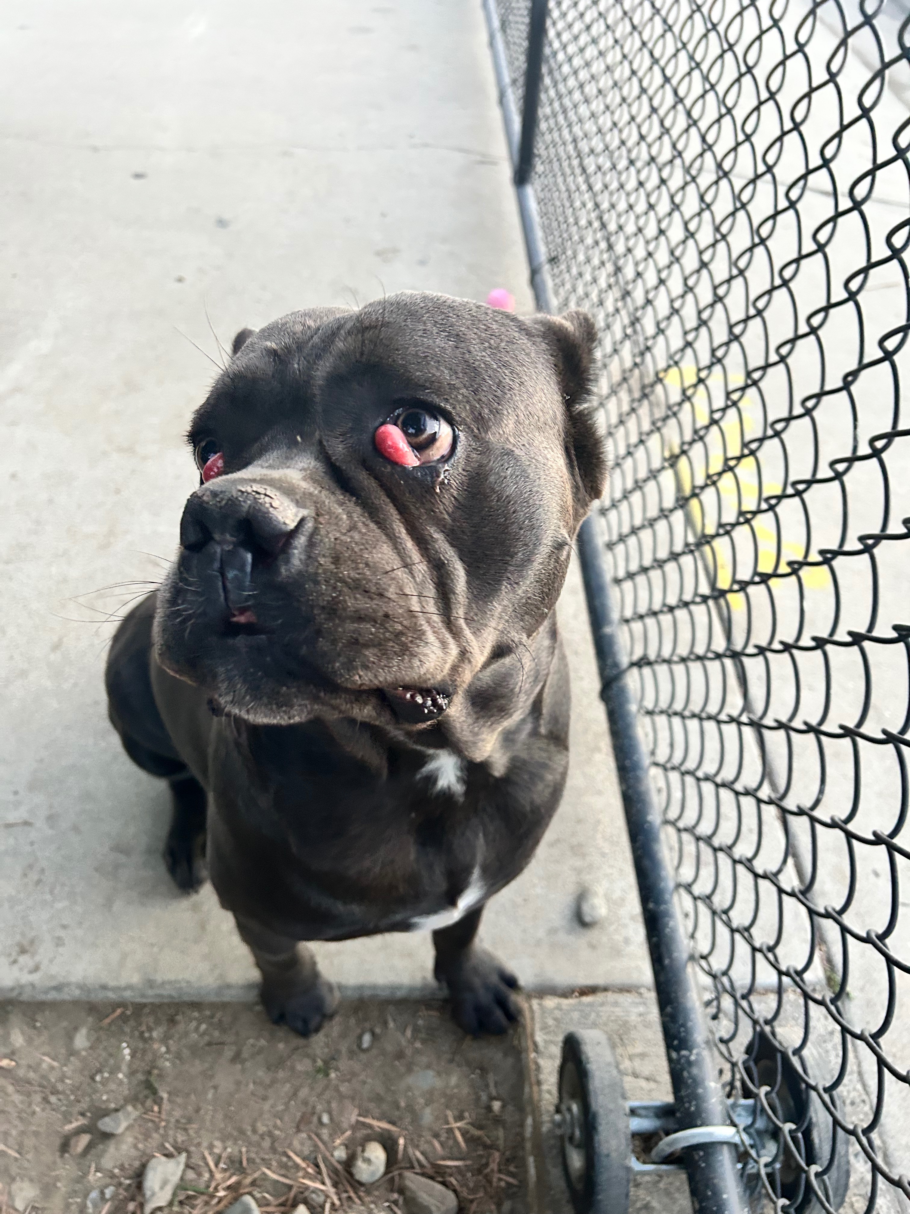 Fundraiser by kate Tweedy : Help Lily with Cherry Eye & Health ...