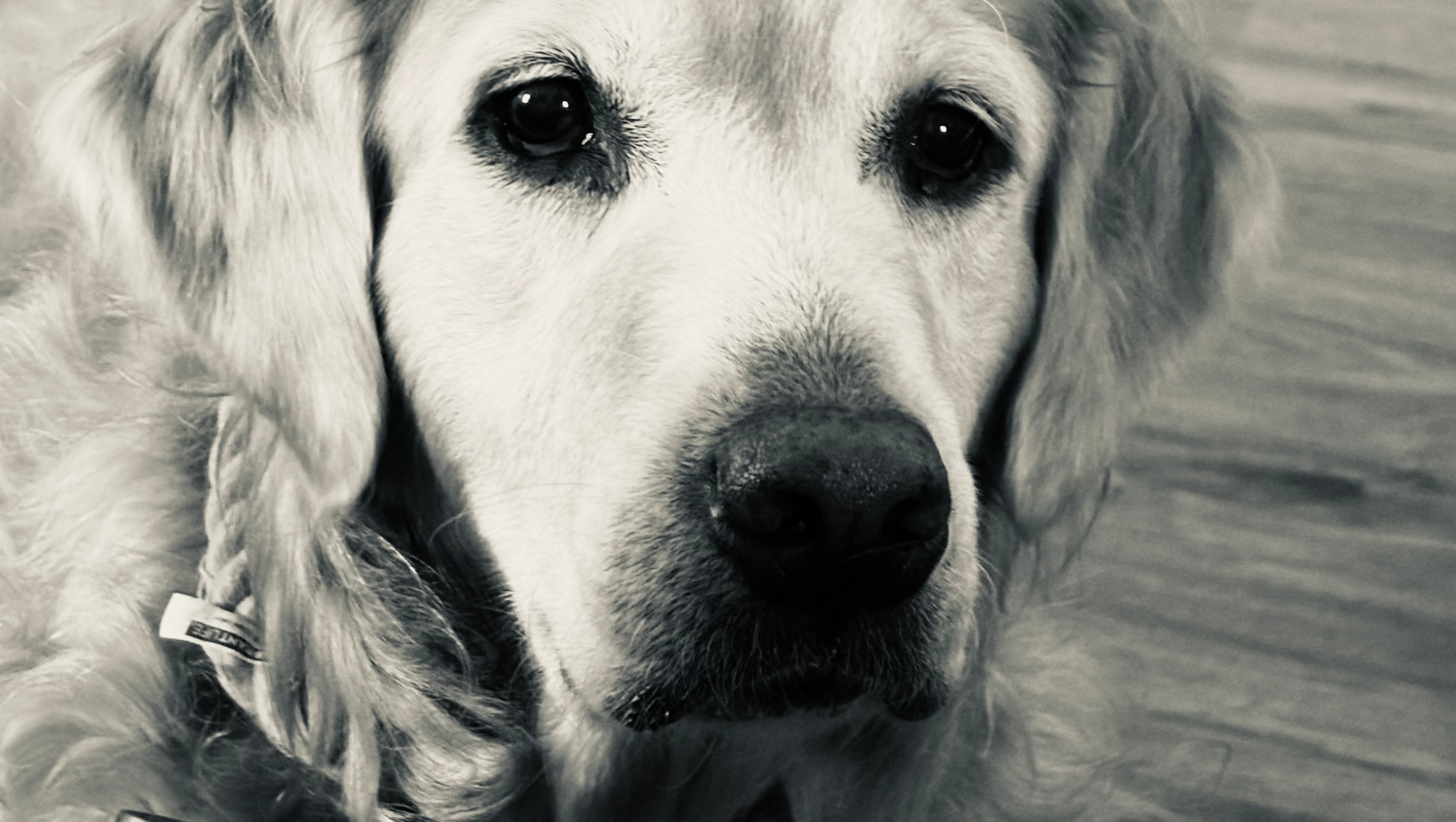 Fundraiser by Kristi Walter : Support Margo's Battle with Angiosarcoma