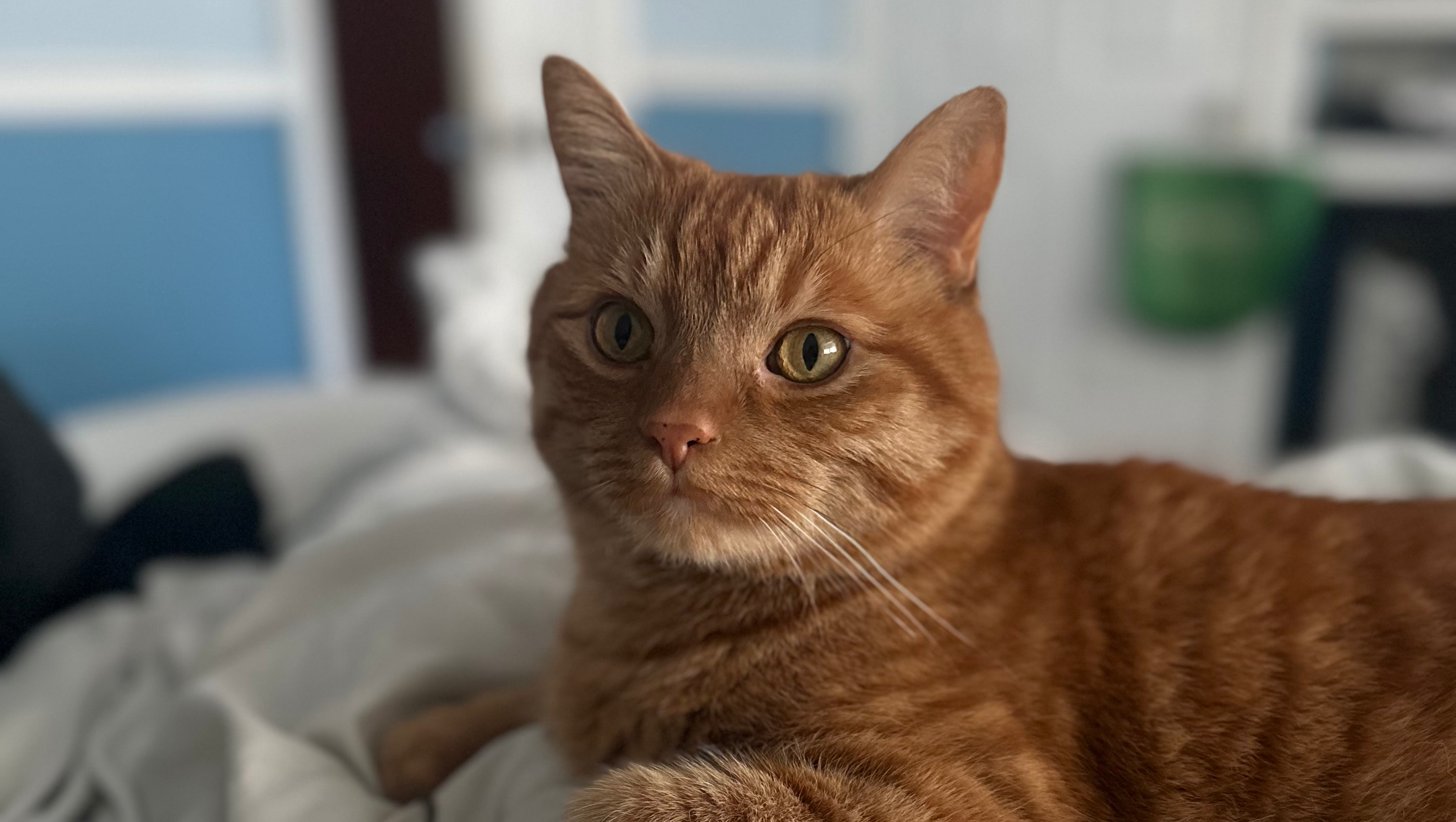 Fundraiser by Evelyn Cousineau : Help Bubba get his tail surgery
