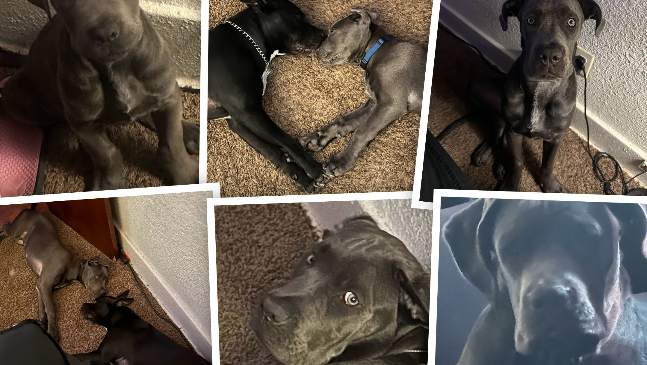 Fundraiser by Katrina Frazier : Support Katrina's Pup with Entropion ...