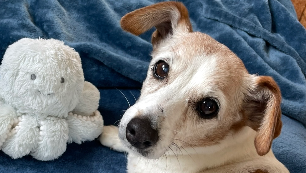 Fundraiser by Monique Guertin : Support Jules' Fight for Comfort and ...