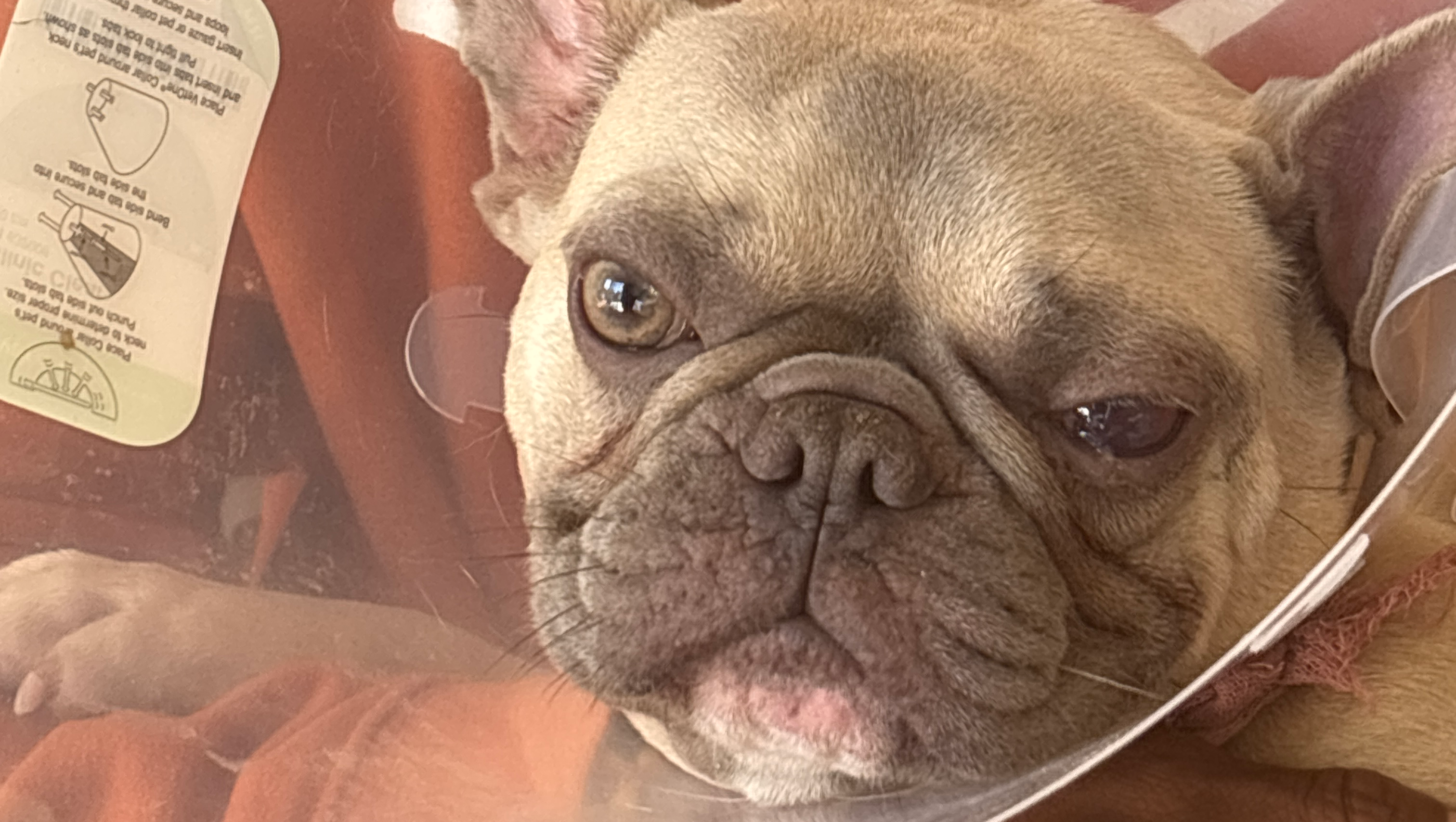 Fundraiser by Nakya Lewis : Help Save phatdog’s Eye and Relieve His Pain