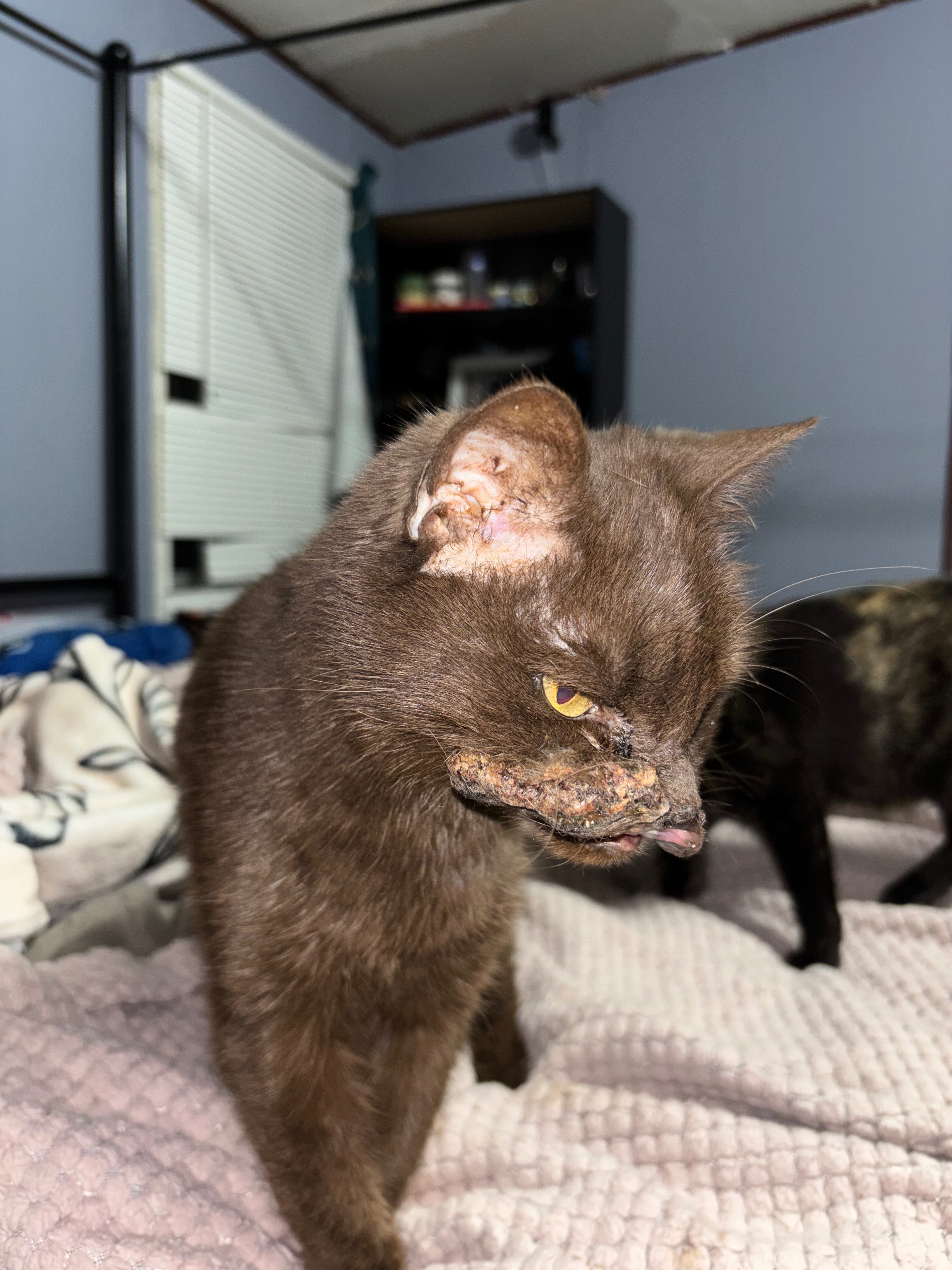 Fundraiser by Kayla Jones : Donate to Suki's Medical Treatment