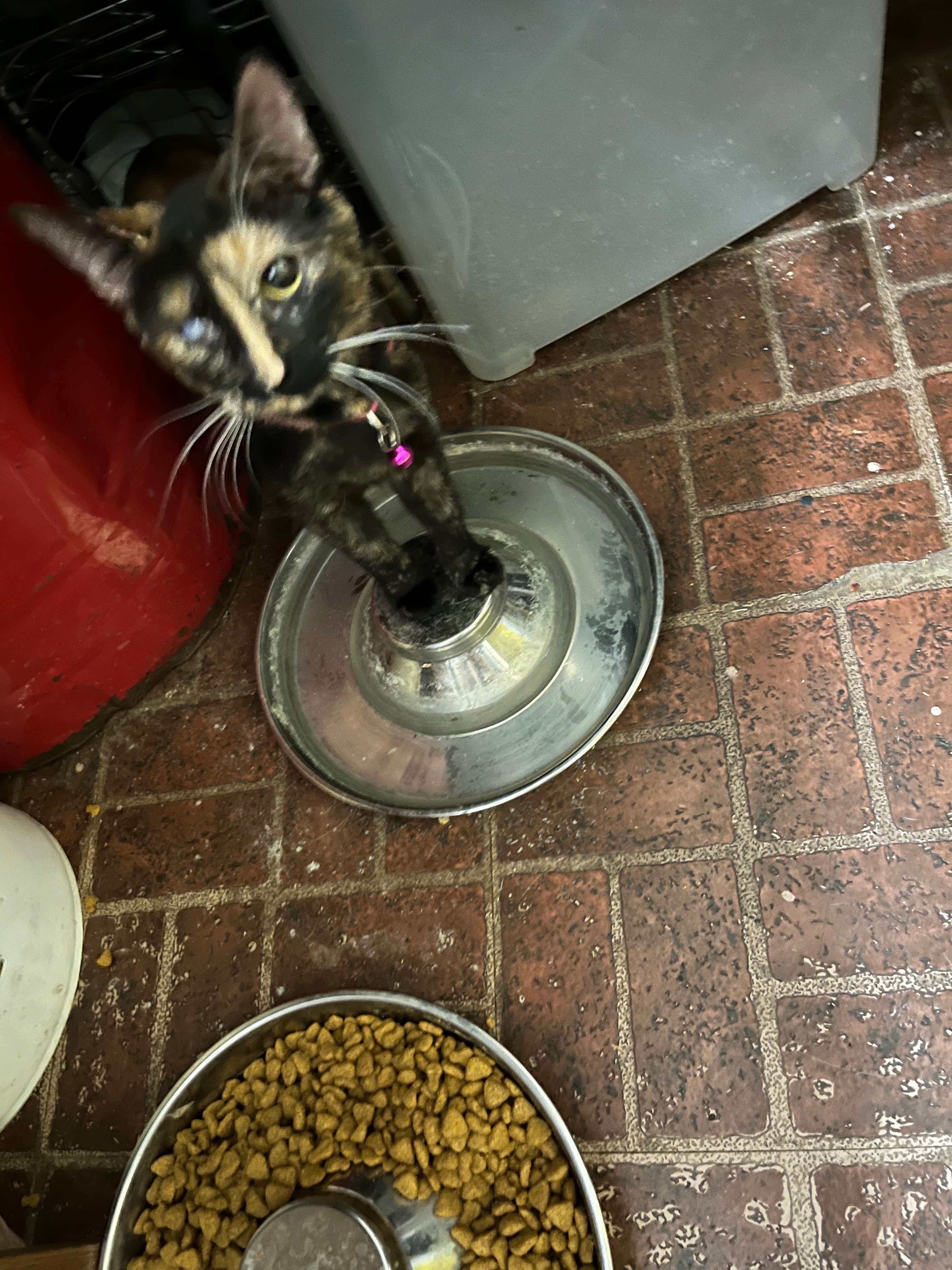 Fundraiser by Genice Nielsen : Support Genice’s Cat(s) Preventative Parvo & medical care