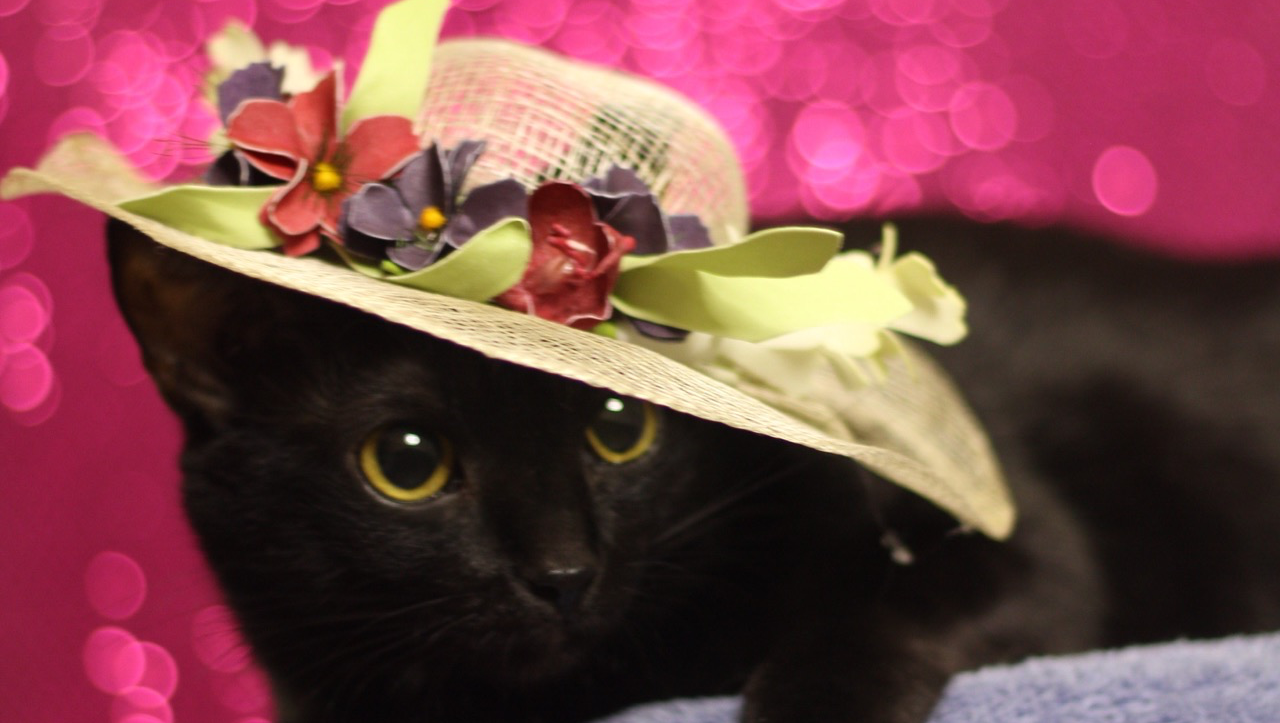 Fundraiser by Abigail Ruiz : Help Kitty Sophie Get Her Eyesight Back ️