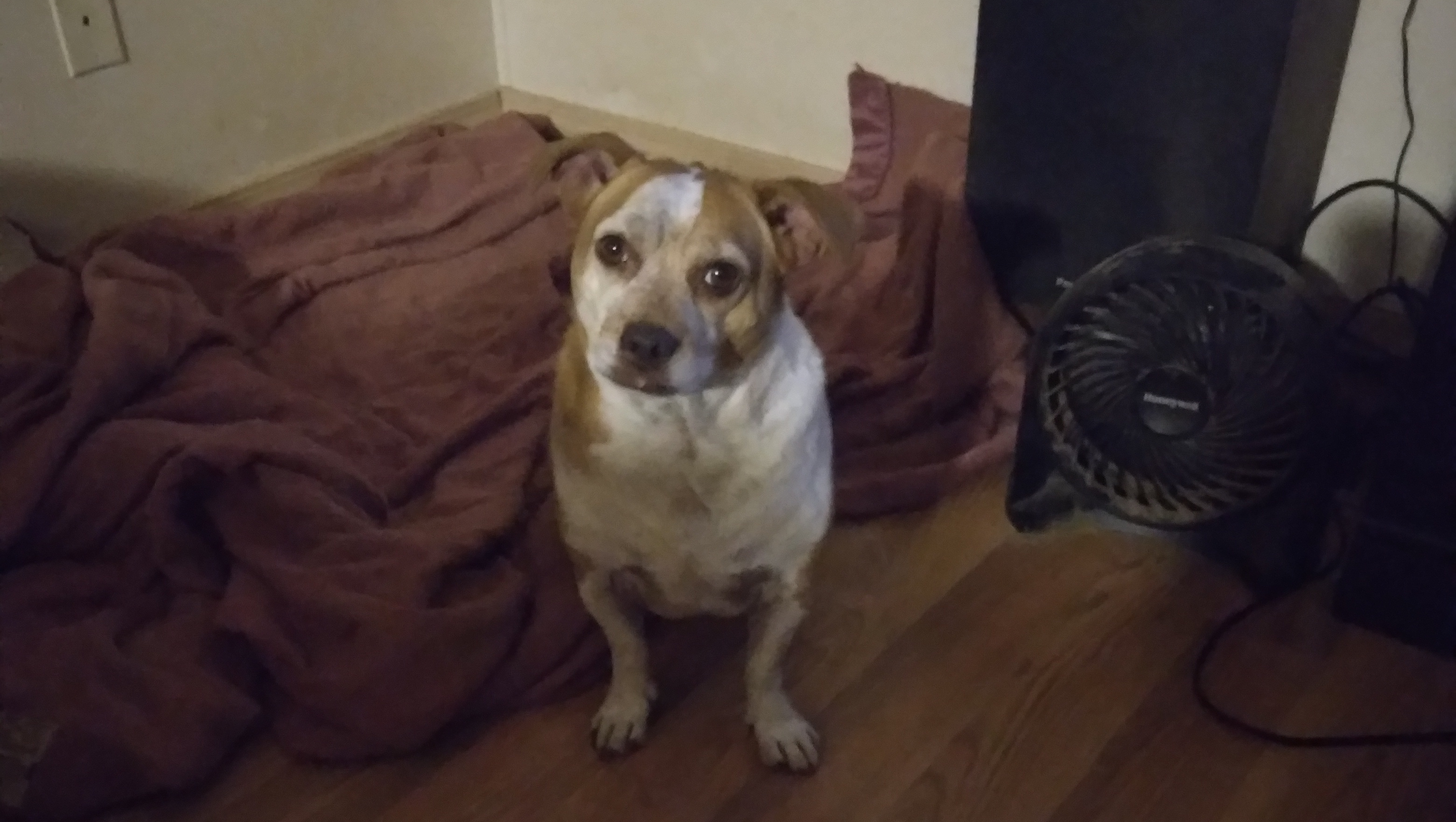 Fundraiser by Laura Peck : Relieve Bully's Pain: Dew Claw Surgery Needed