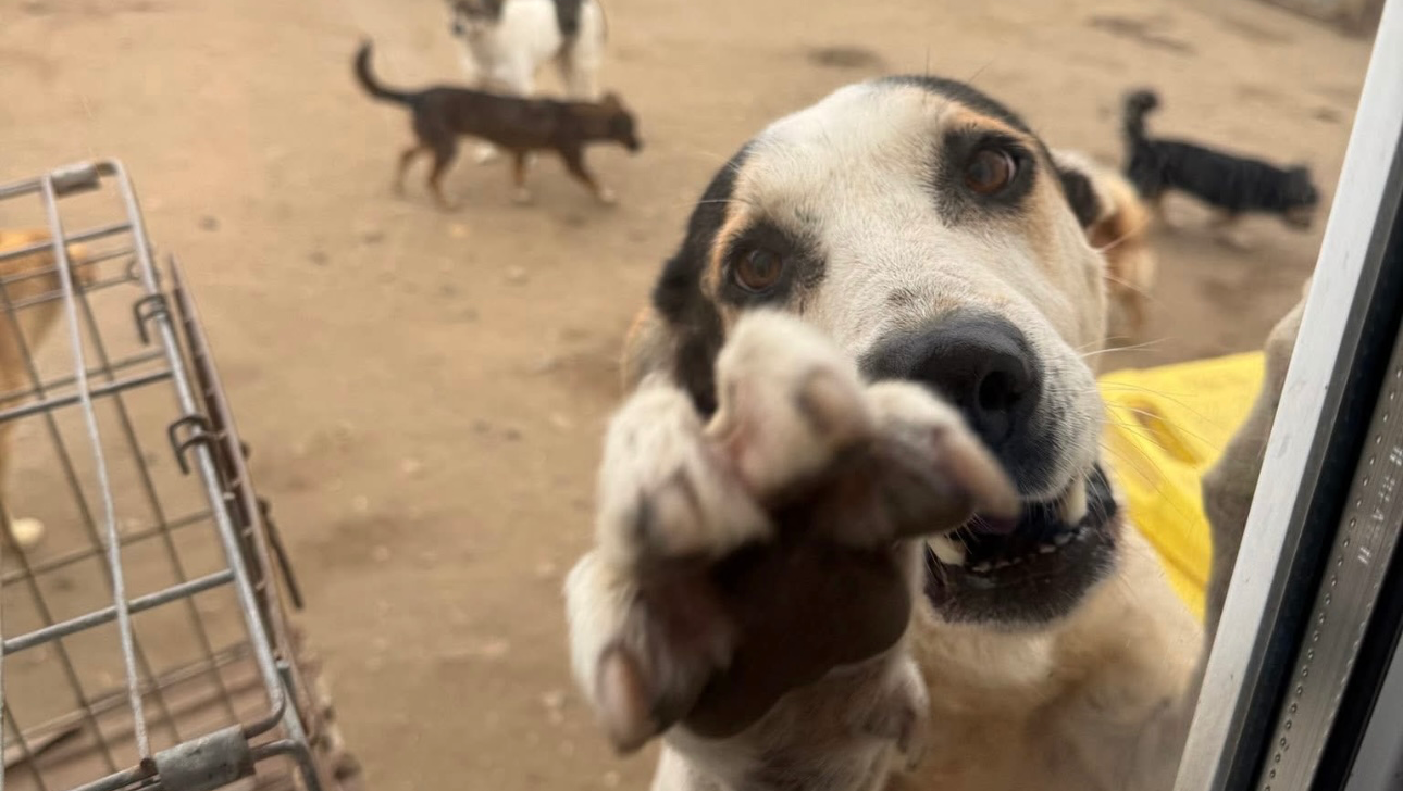 Fundraiser by Diana Catau : From Streets to Safety: Rescue Dogs and ...