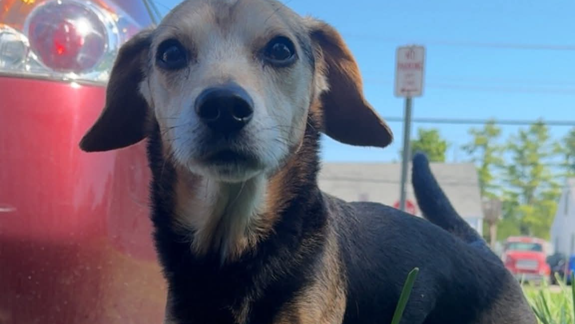 Fundraiser by Bonnie Shields : Support Rocky's Journey to a Pain-Free Life