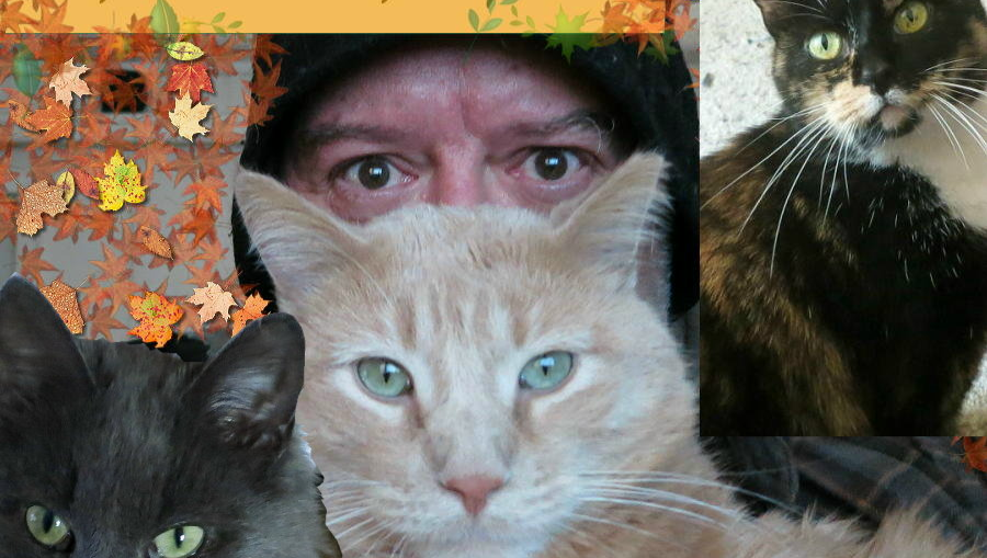 Fundraiser by Michael Mara : Help Michael and His Beloved Kitties Stay ...