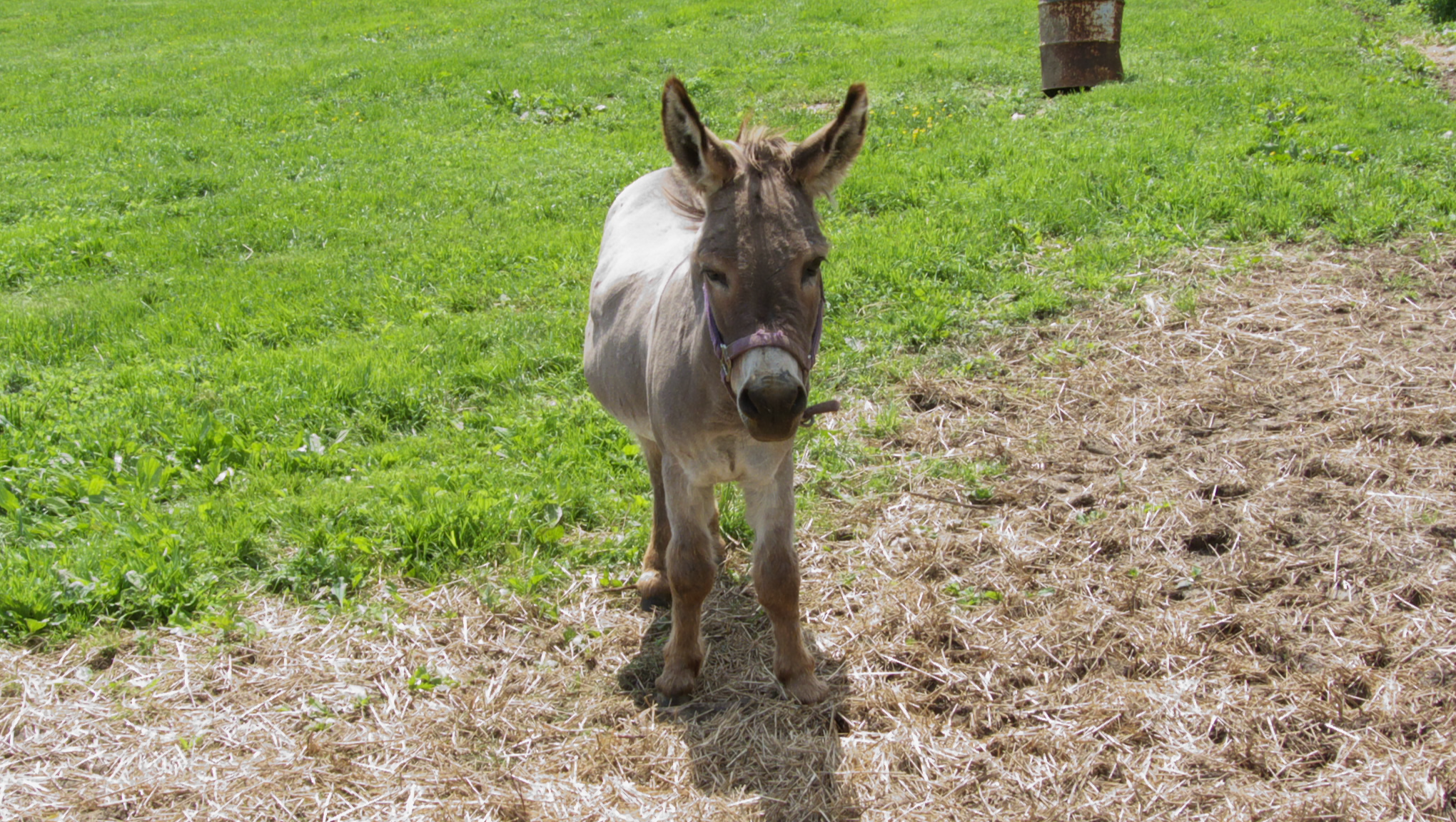 Fundraiser by John Ritzel : Help Dinkster Get Essential Dental Care