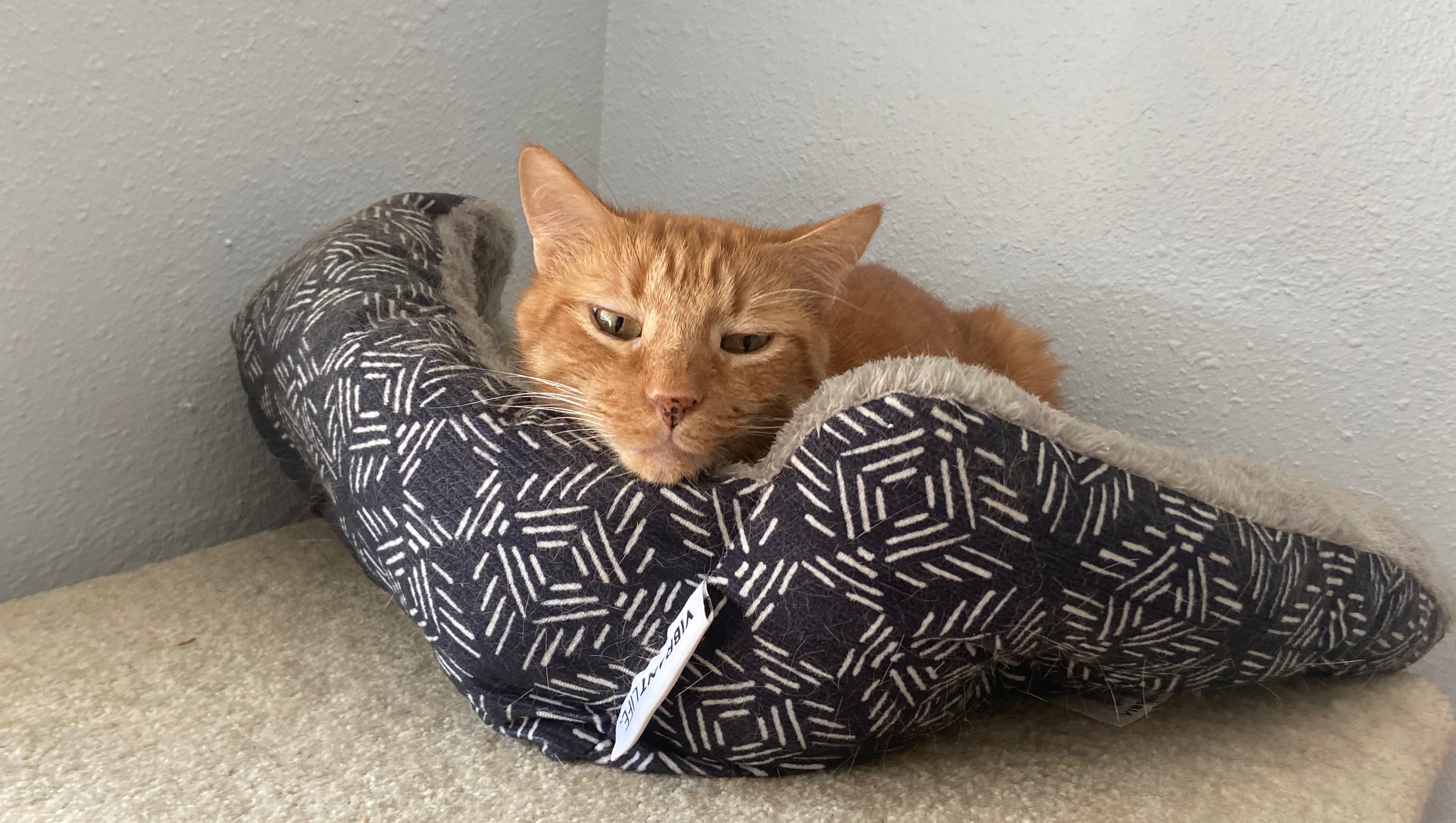 Fundraiser by Taylor Hannan : Help Emi and Her Cats Avoid Homelessness