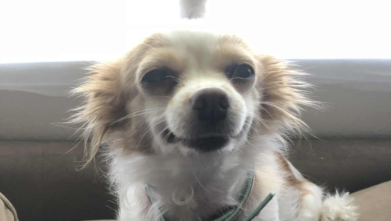 Fundraiser by Brooke Mercedes Caudle : Help Cremate Foxy: A Final Goodbye