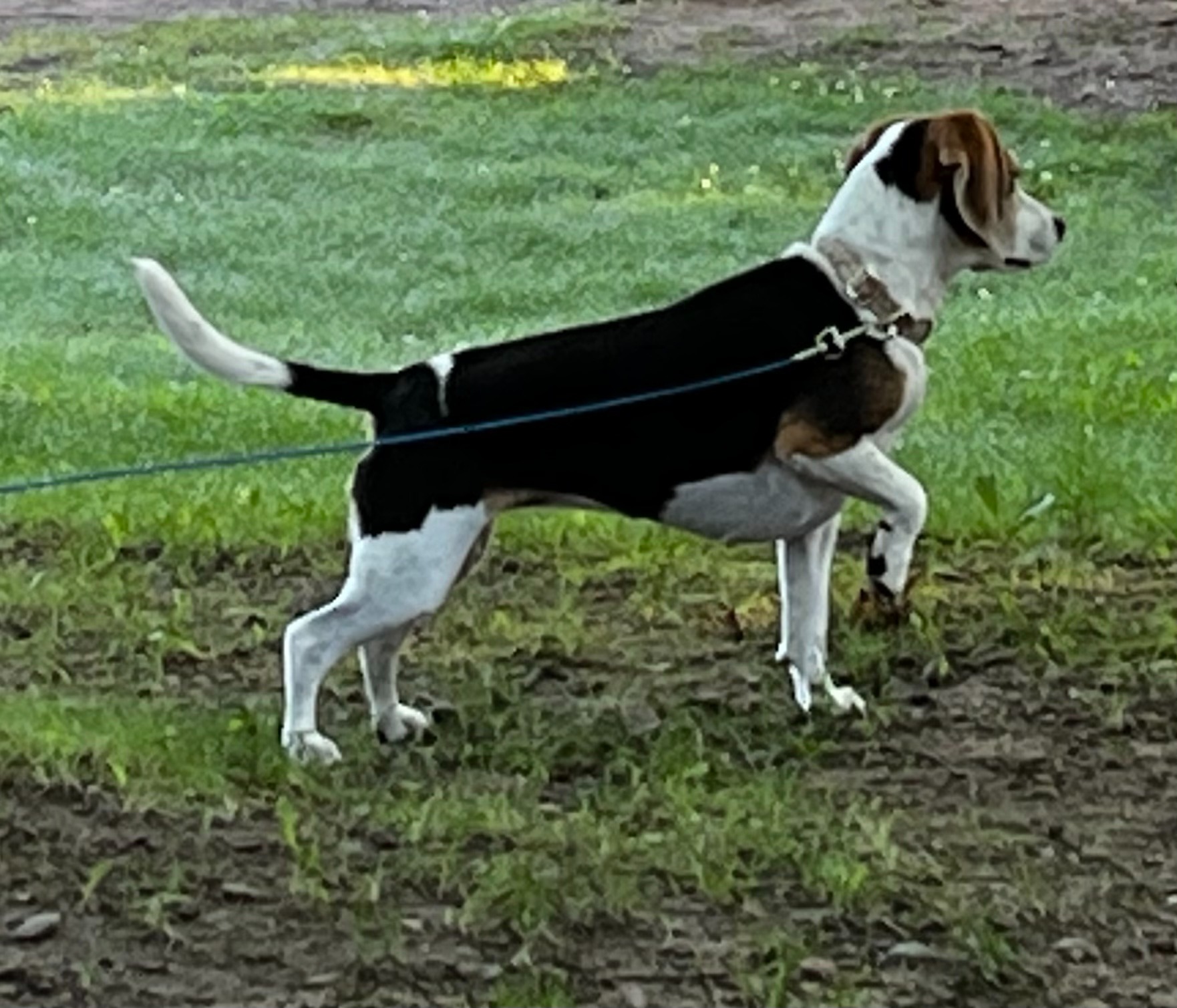 Fundraiser for Kelly and Roxie Chandler by Kimberly Fisher : Help ...