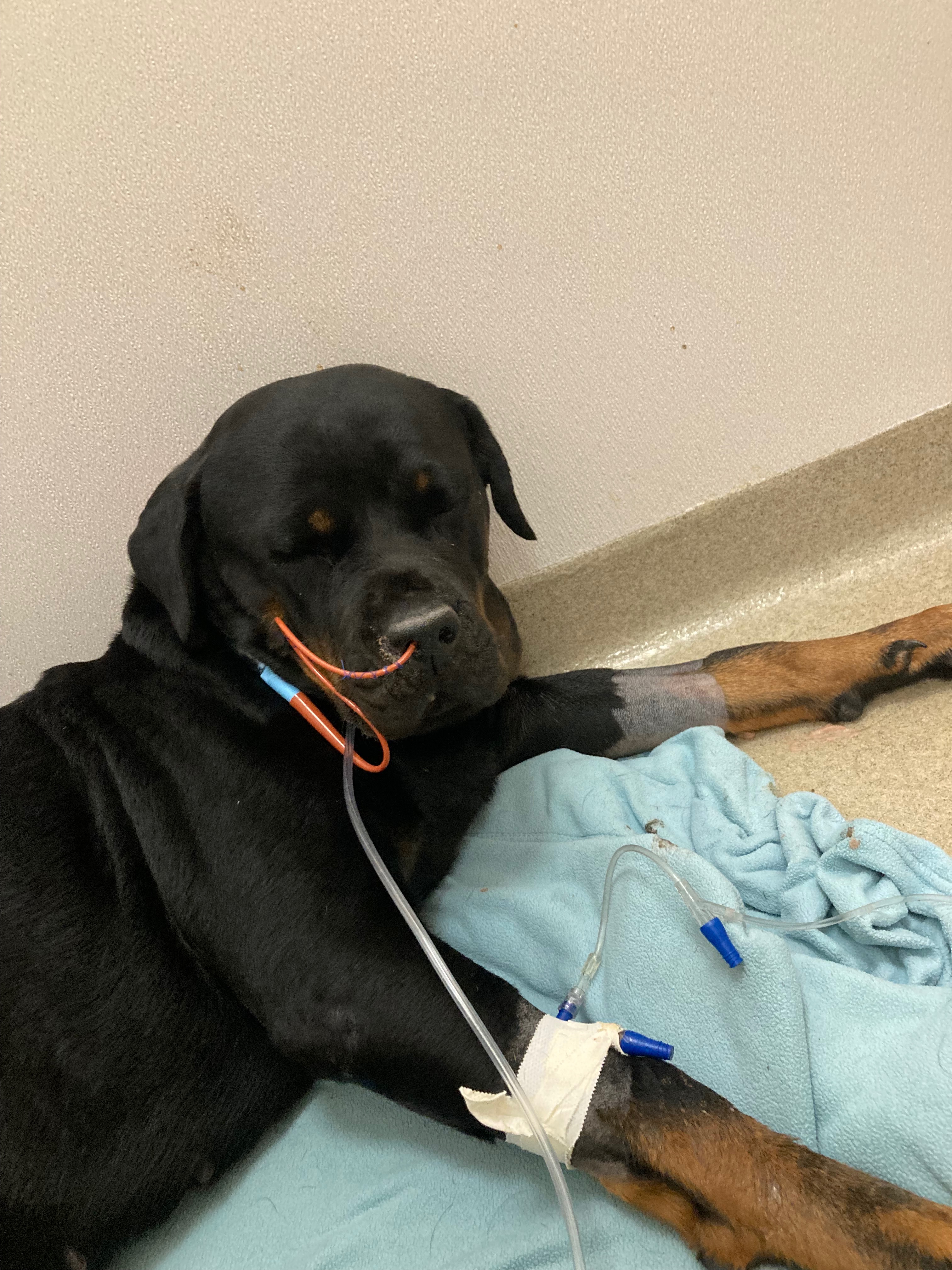 Fundraiser by Christi Breon-Keefer : Help Midnight Breathe Easy Again