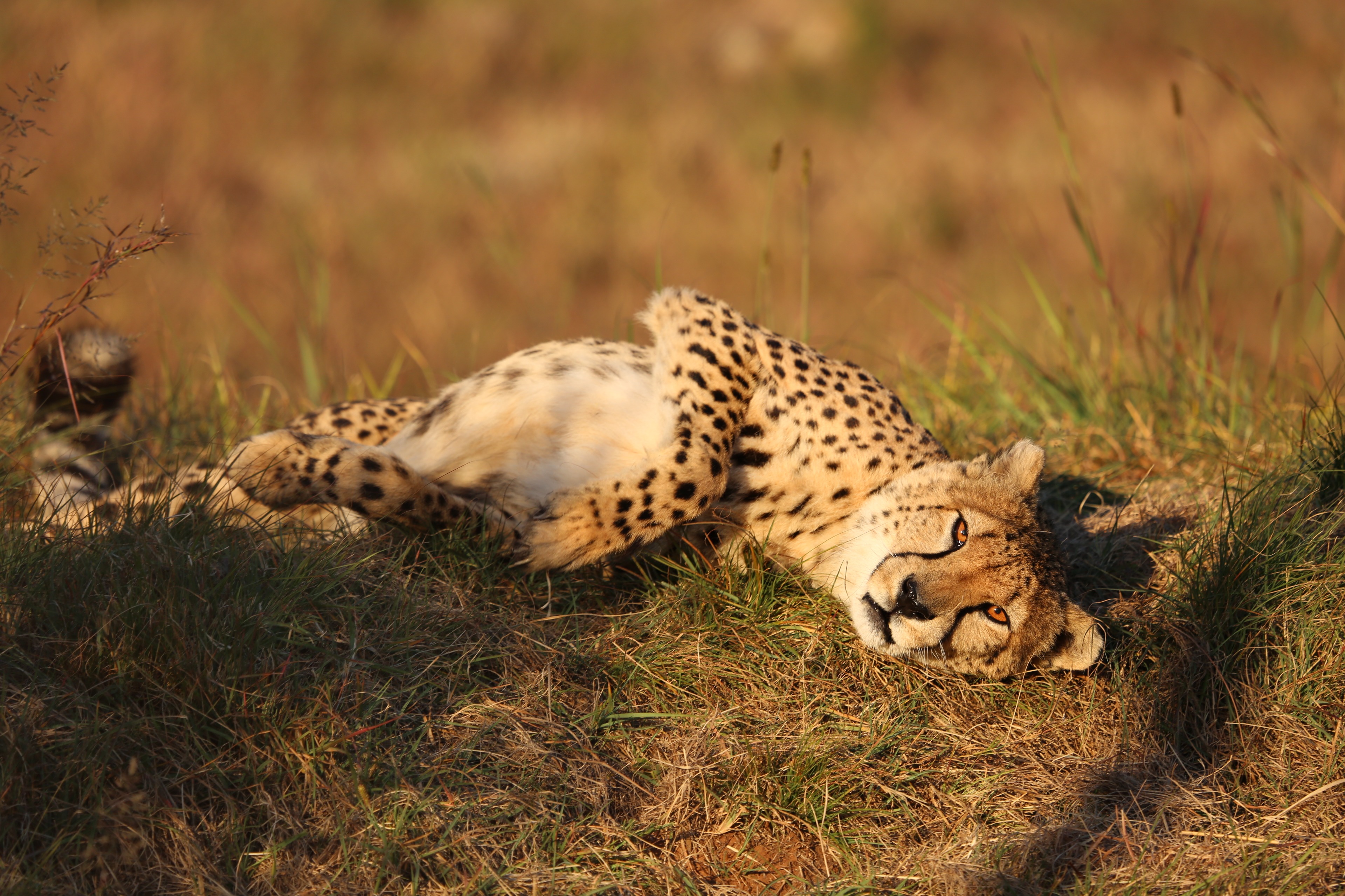 Fundraiser by Monika Girardi : Gepardenauswilderung zur Arterhaltung im ...