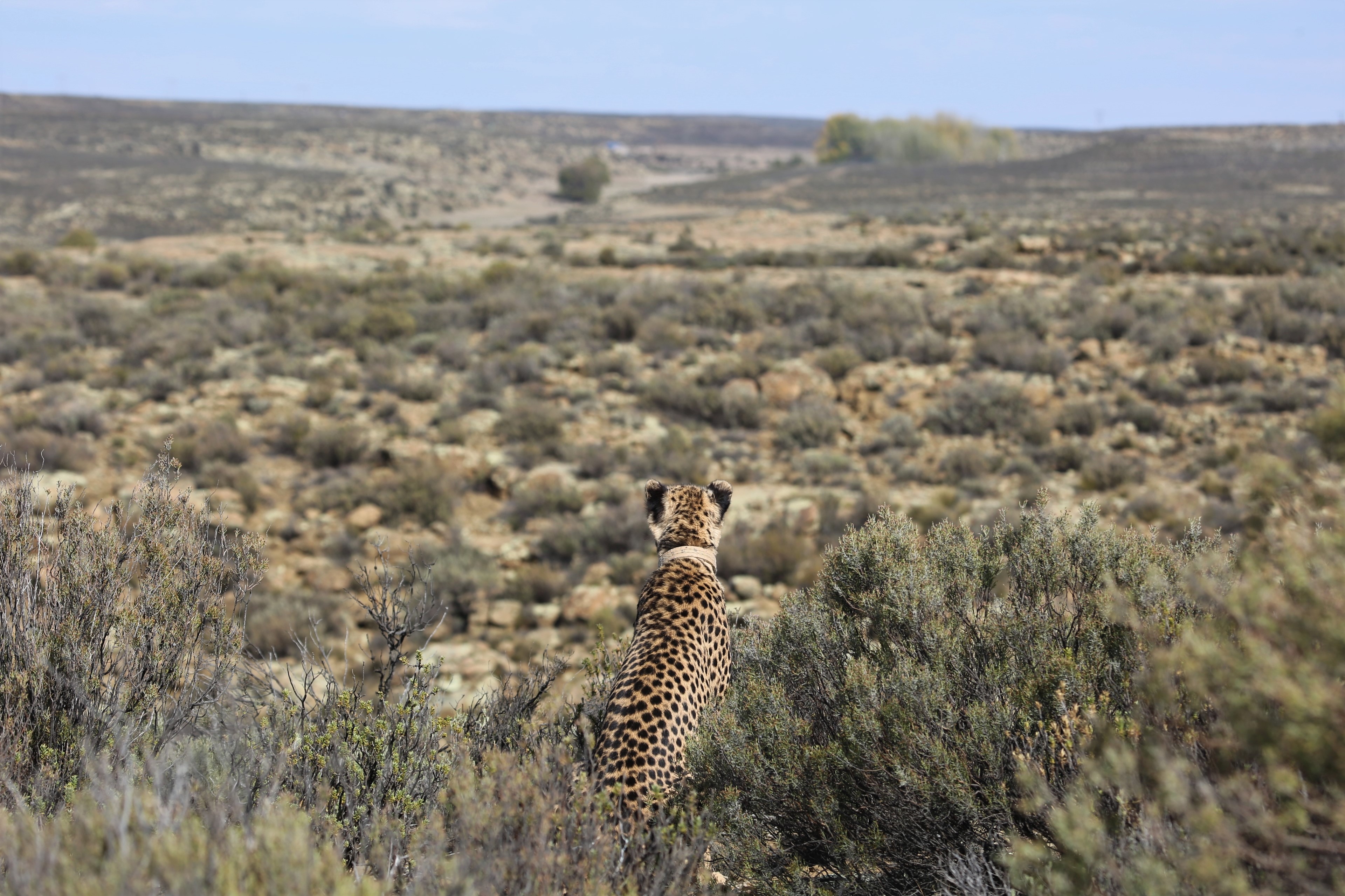 Fundraiser by Monika Girardi : Gepardenauswilderung zur Arterhaltung im ...
