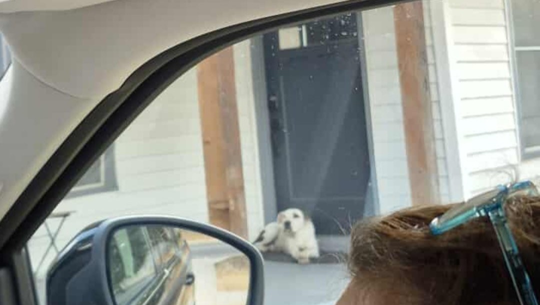 Fundraiser by BRANDIE Almazan : Save a stray.. TX to IA