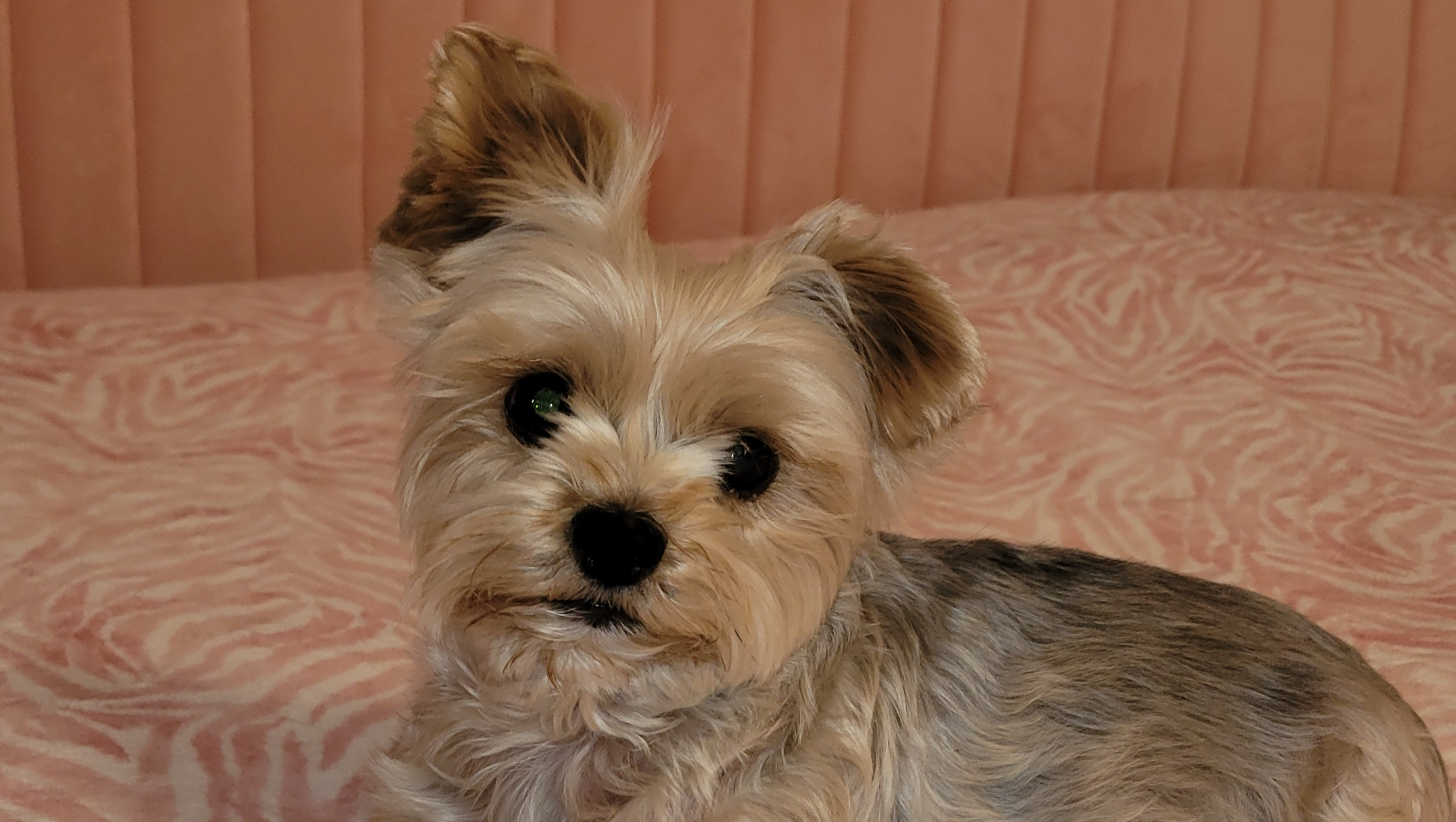 Fundraiser by Angela Kinley : Help Scotti Fight Cancer: Support Needed