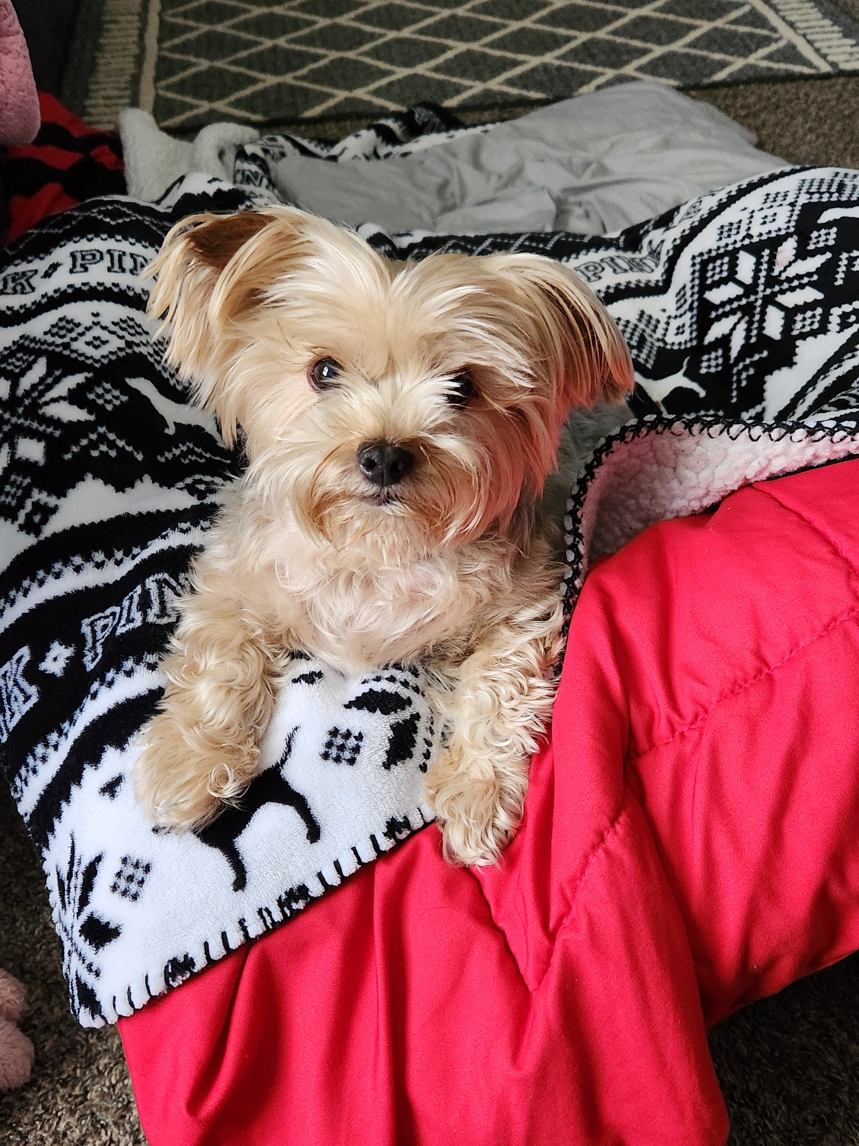 Fundraiser by Angela Kinley : Help Scotti Fight Cancer: Support Needed