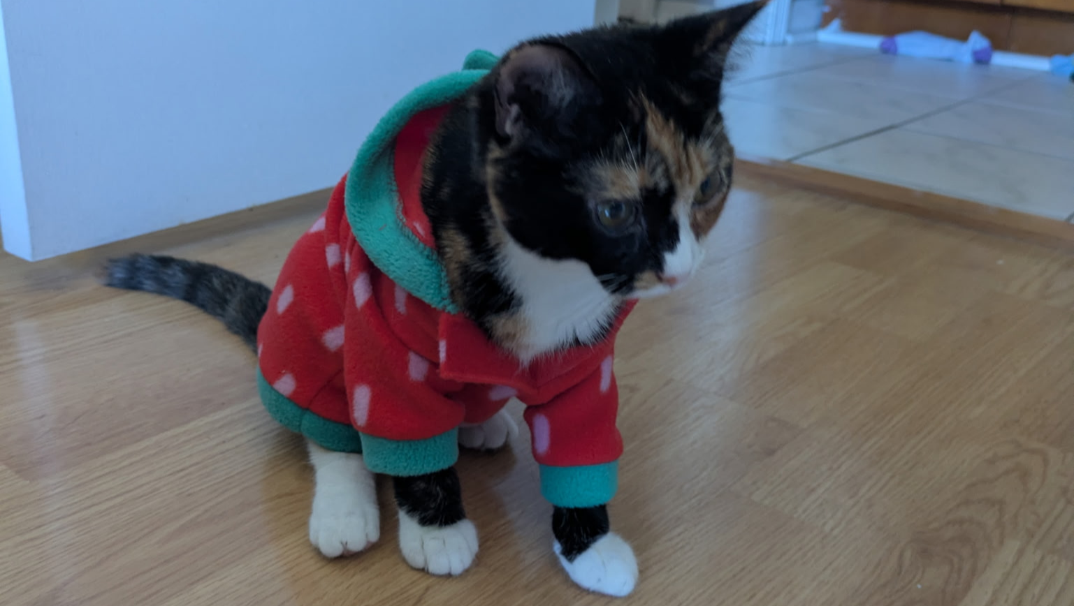 Fundraiser by Dylan Mckee : Save Mya: Donate for Her FIP Recovery