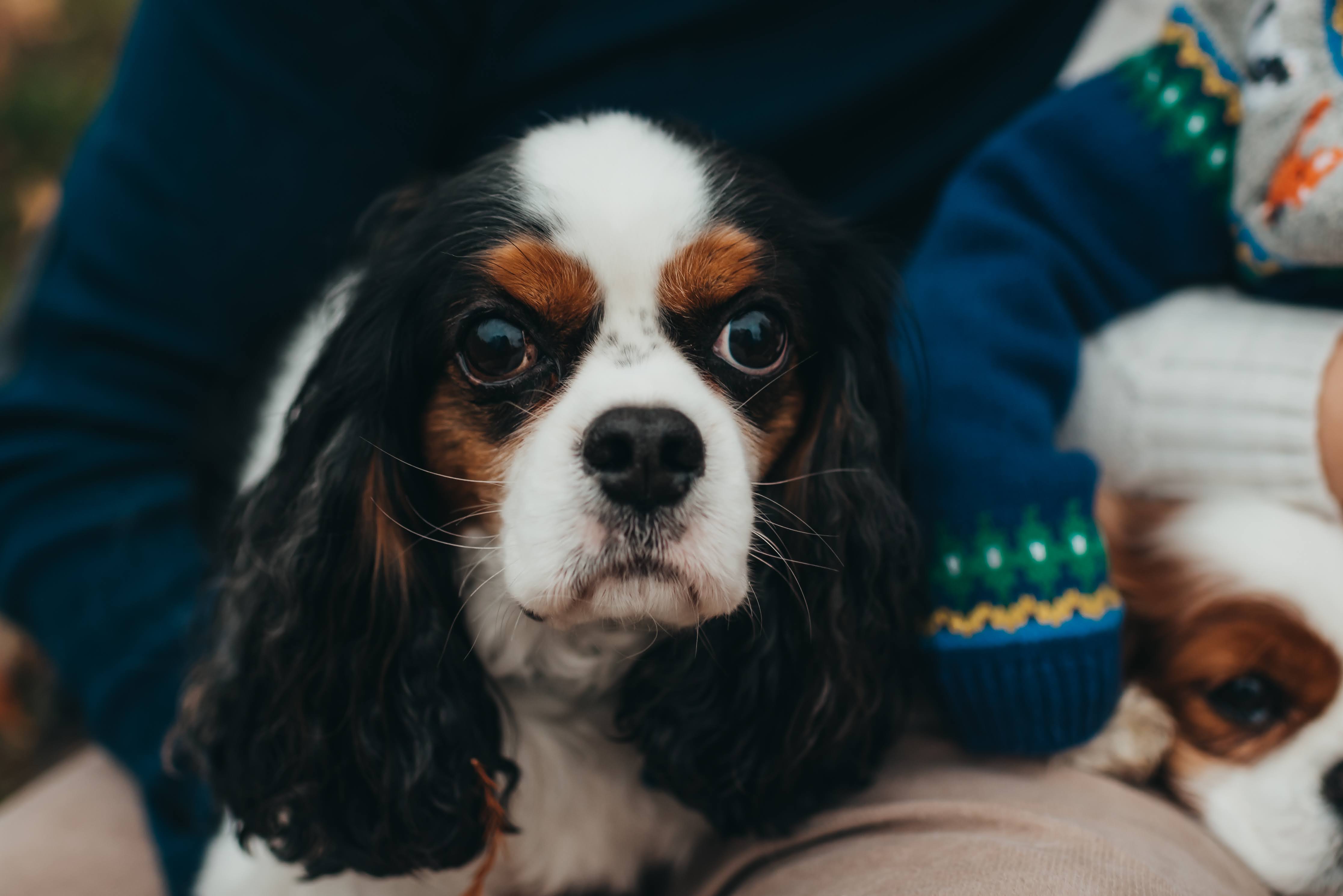 Fundraiser by Diana Waldman : 30 Mile Dog Walk for American Cancer Society