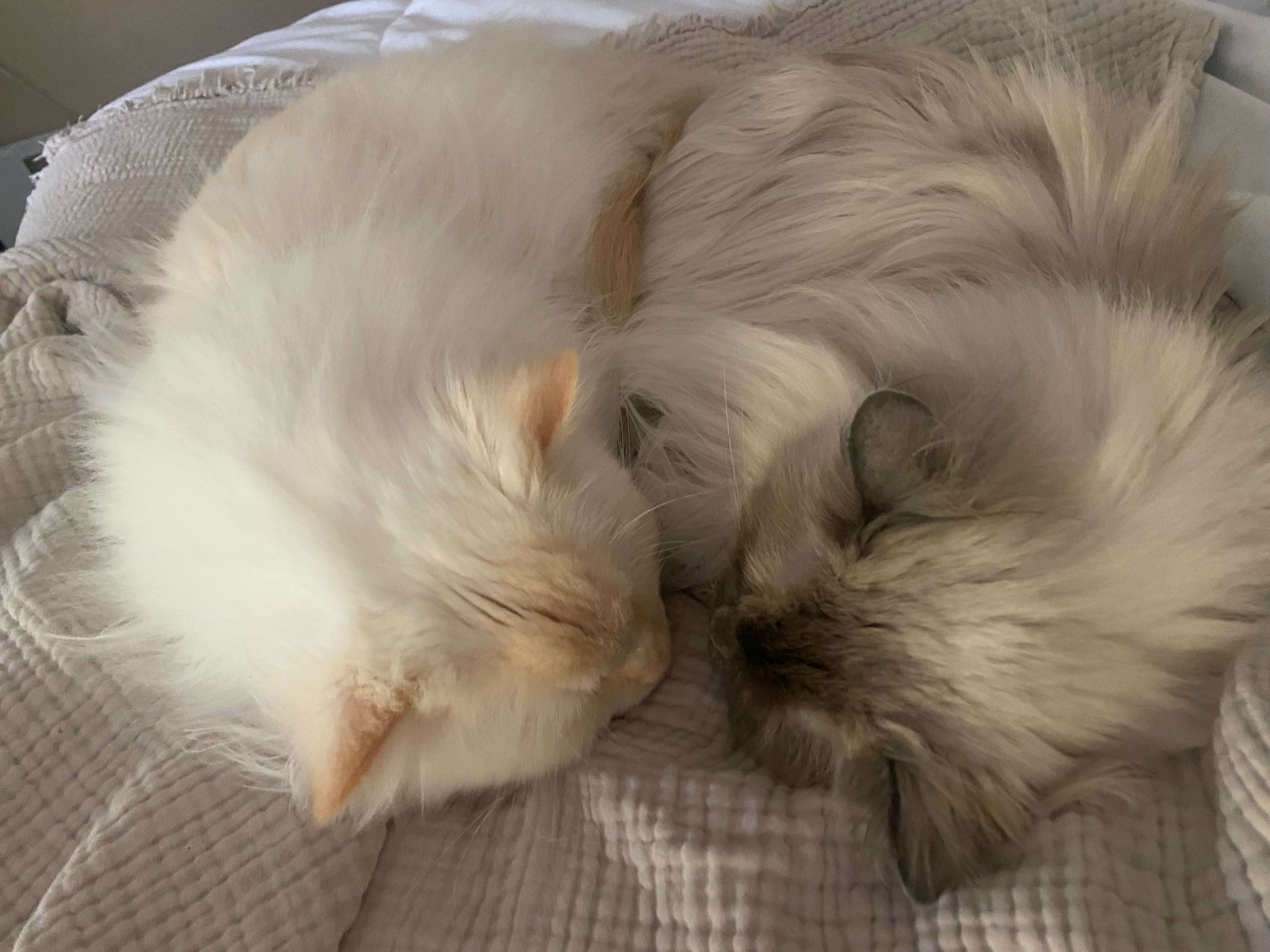 Fundraiser by Alexa Baker : Support Pekoe's Lifesaving Care and Recovery